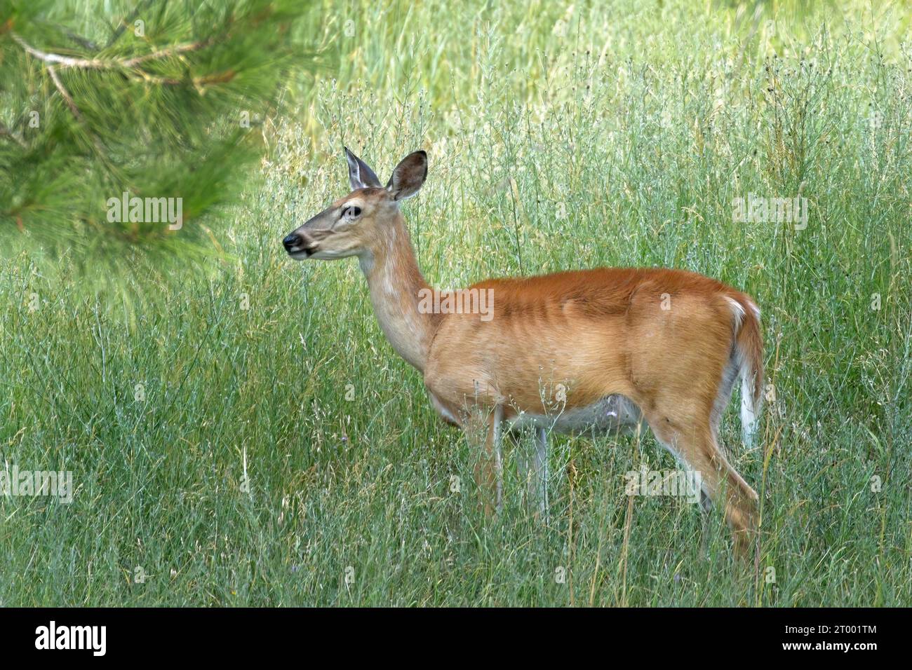 Deer side view hi-res stock photography and images - Alamy