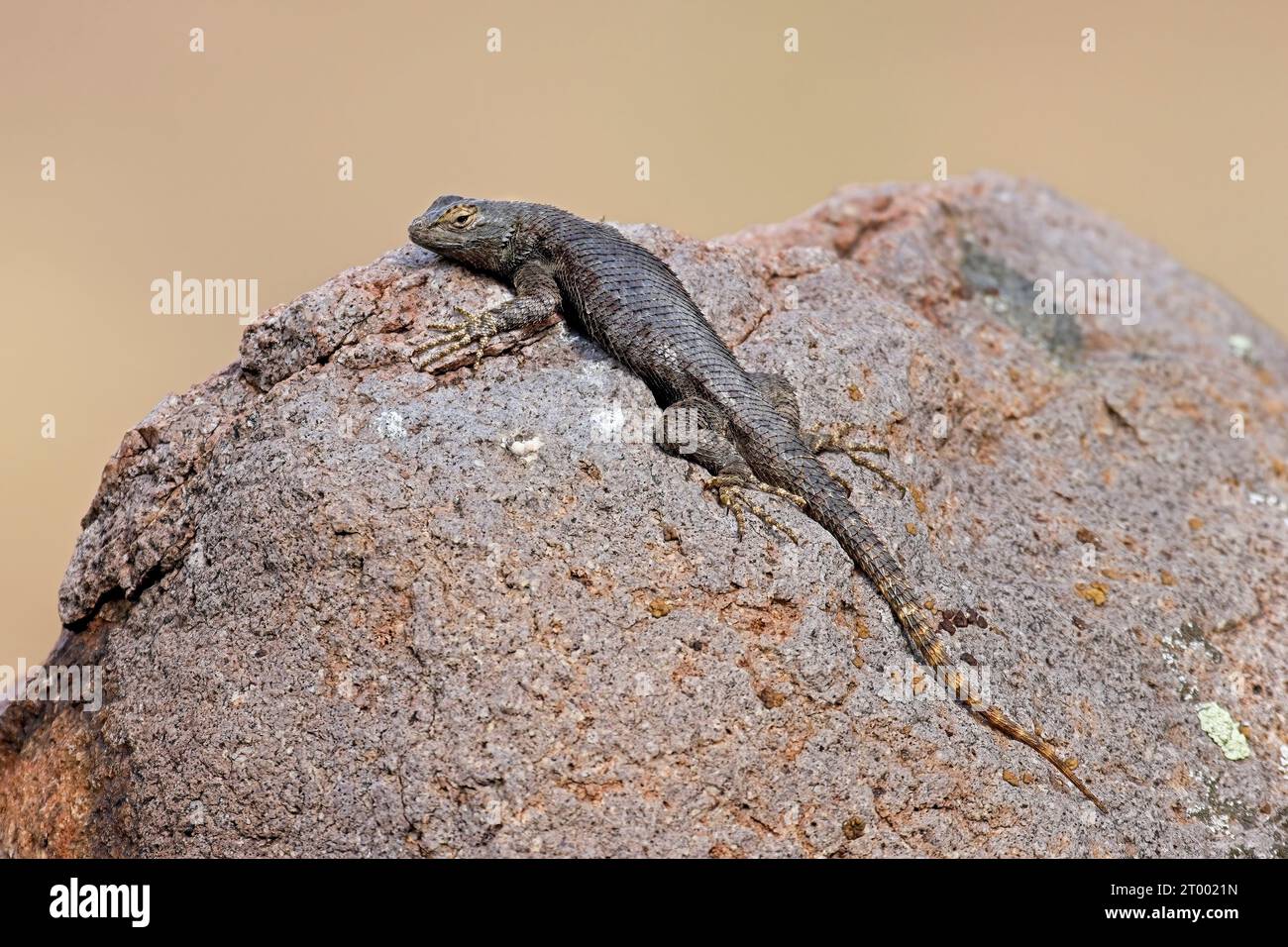 Small lizard laying on rough rock Stock Photo - Alamy