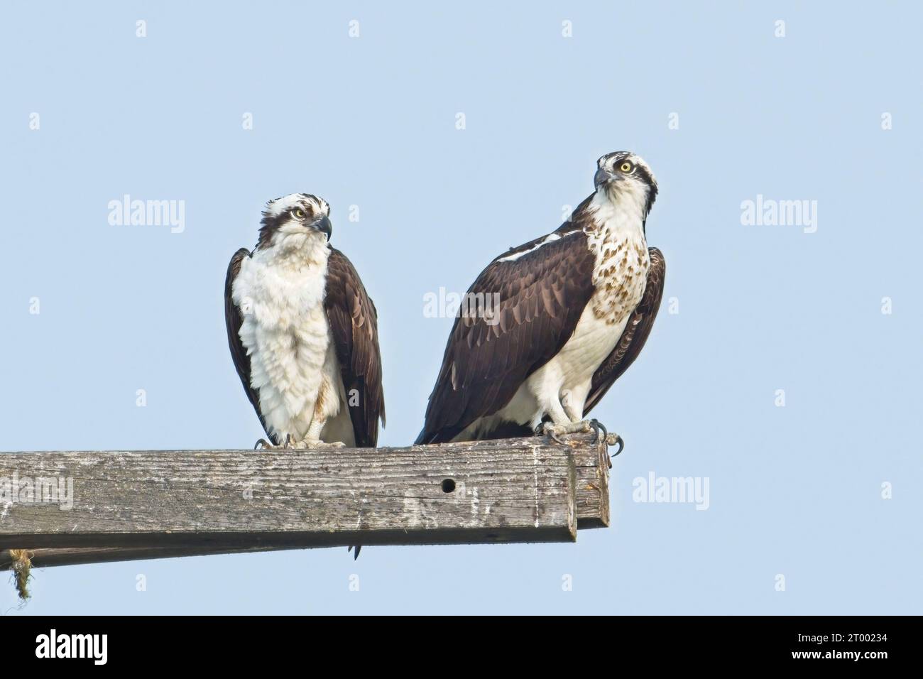 Two up high hi-res stock photography and images - Alamy