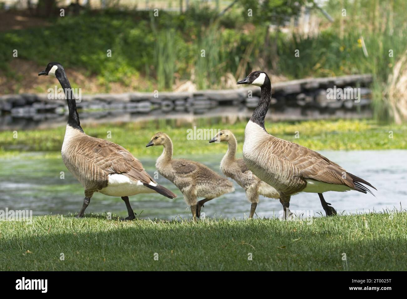 Two geese and goslings walking next to river Stock Photo - Alamy