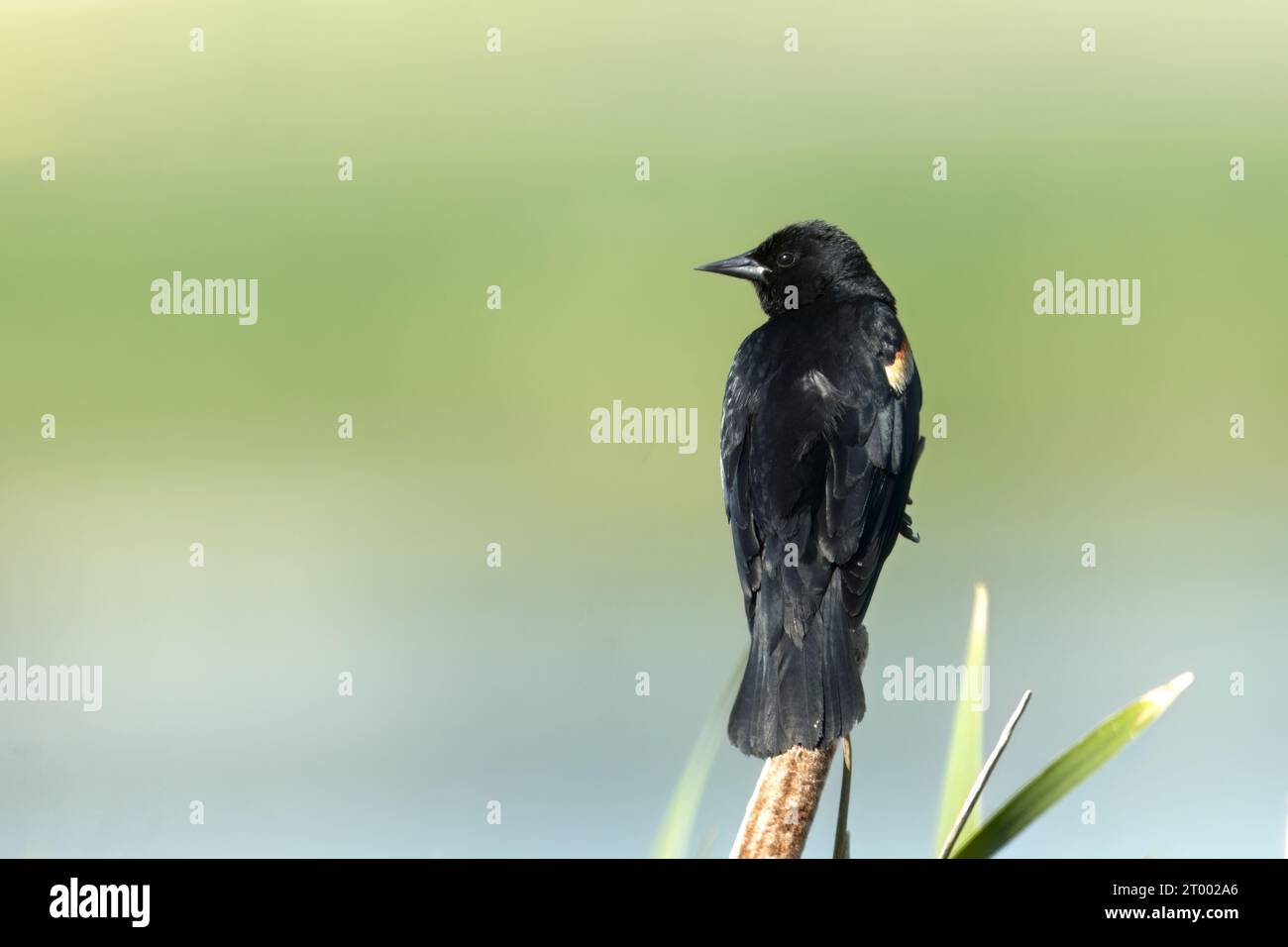 Feathered alert hi-res stock photography and images - Alamy Feathered alert hi-res stock photography and images - Alamy