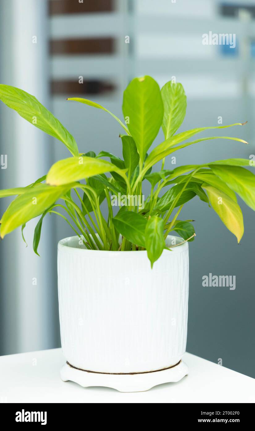 Beautiful indoor indian plant hi-res stock photography and images - Alamy
