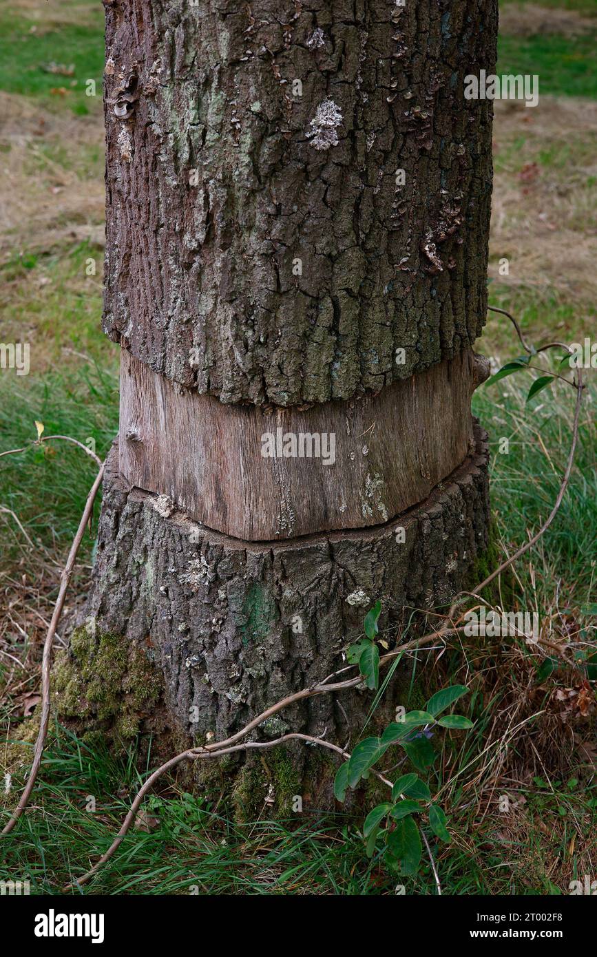 Closeup of the gardening technique of ring-barking in tree-management ...