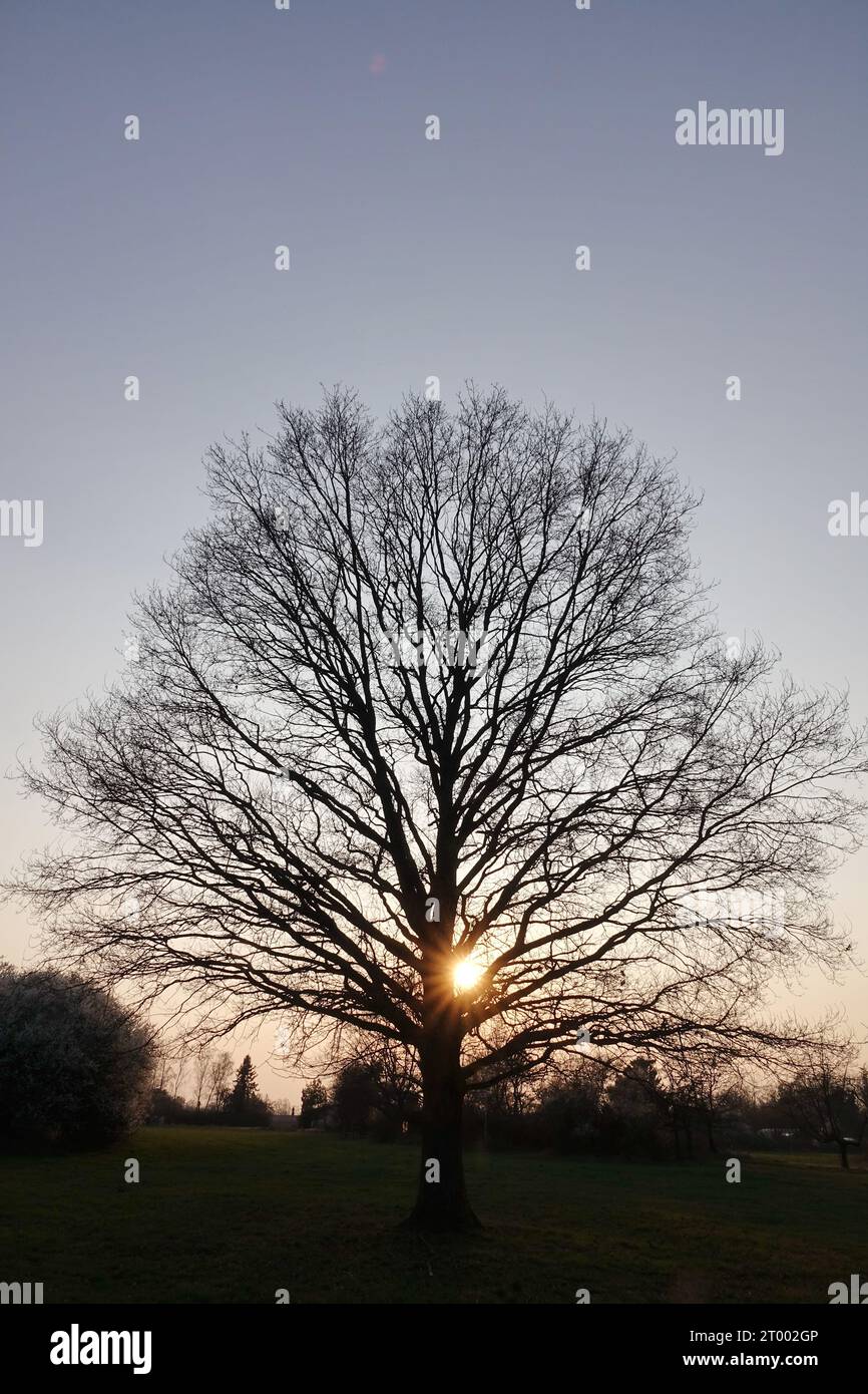 Tree with evening sun Stock Photo - Alamy