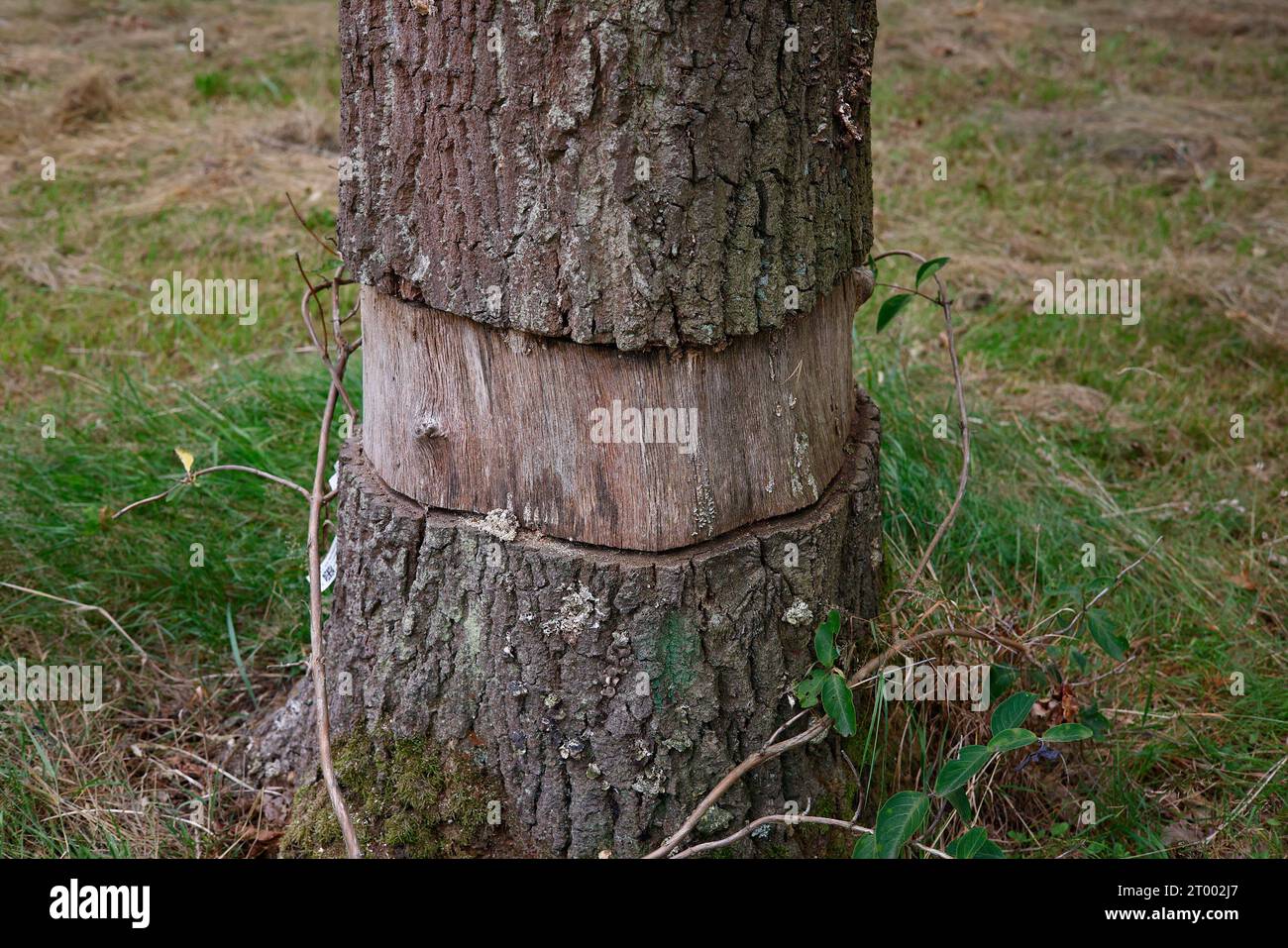 Closeup of the gardening technique of ring-barking in tree-management ...