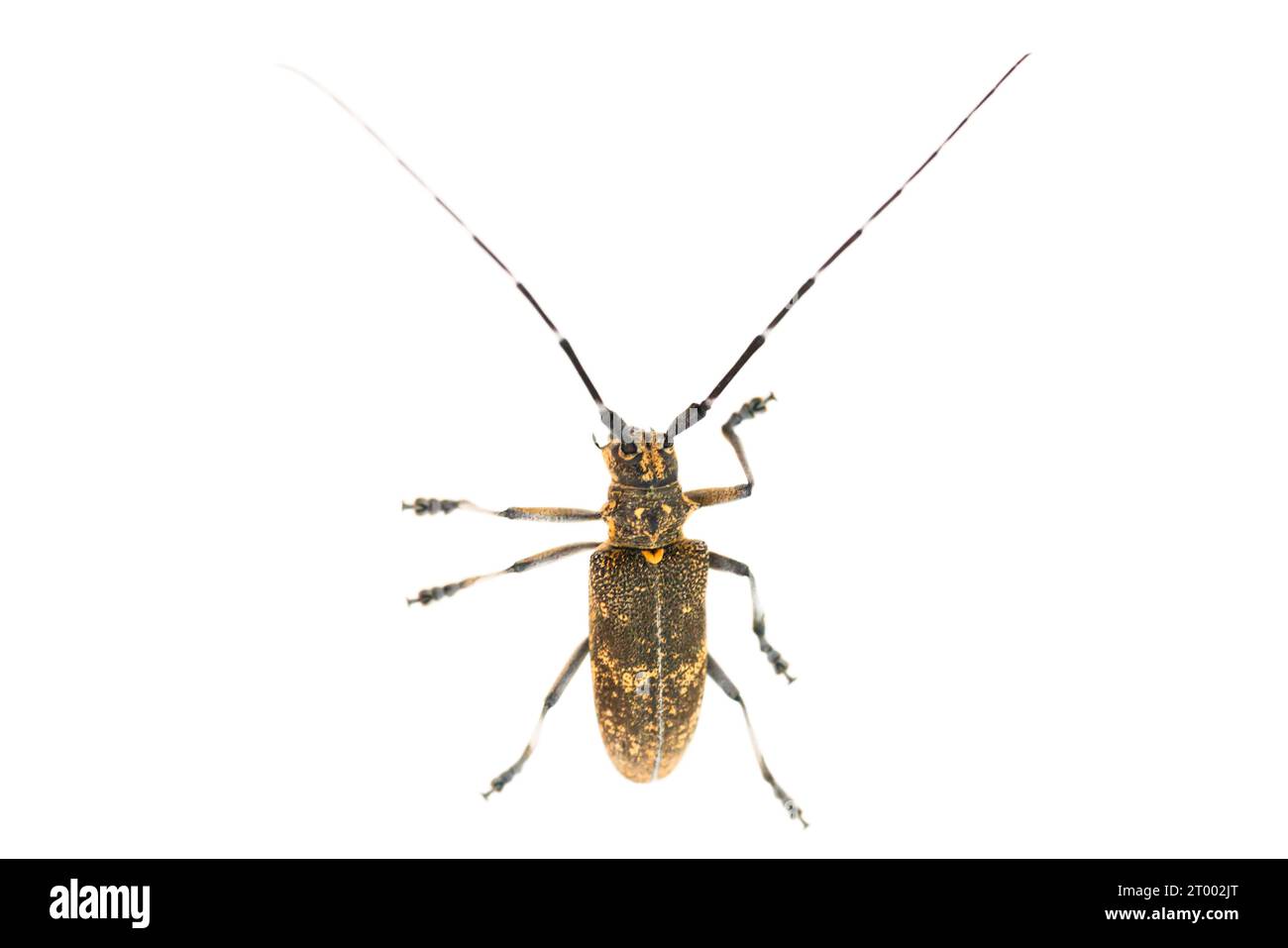 Longhorn beetle or longicorn Stock Photo - Alamy