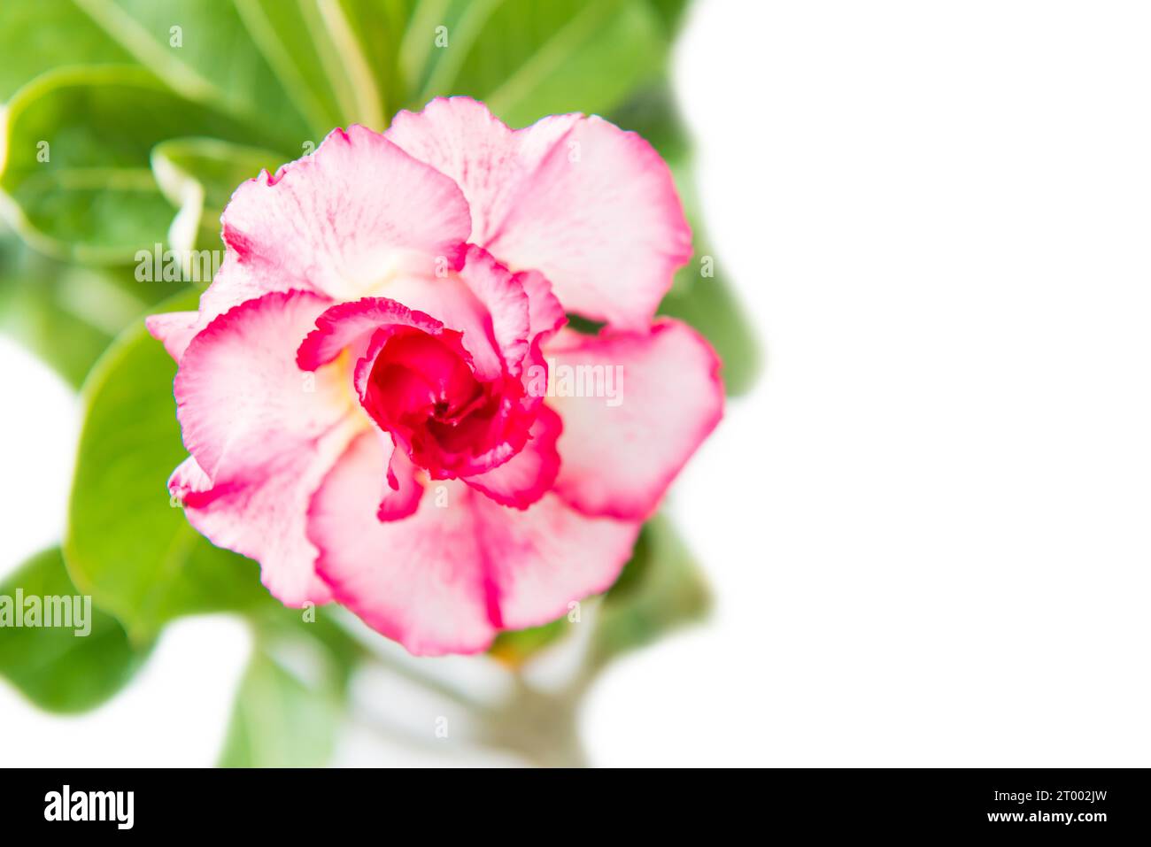 Pink flower Adenium isolated on white Stock Photo - Alamy