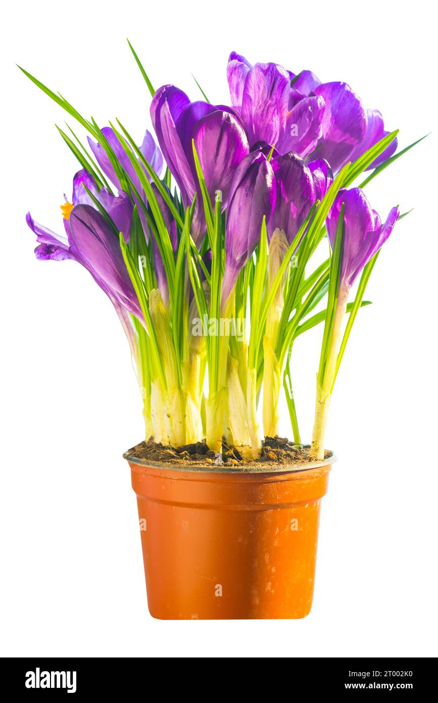 Elegant blue ceramic pot Cut Out Stock Images & Pictures - Alamy