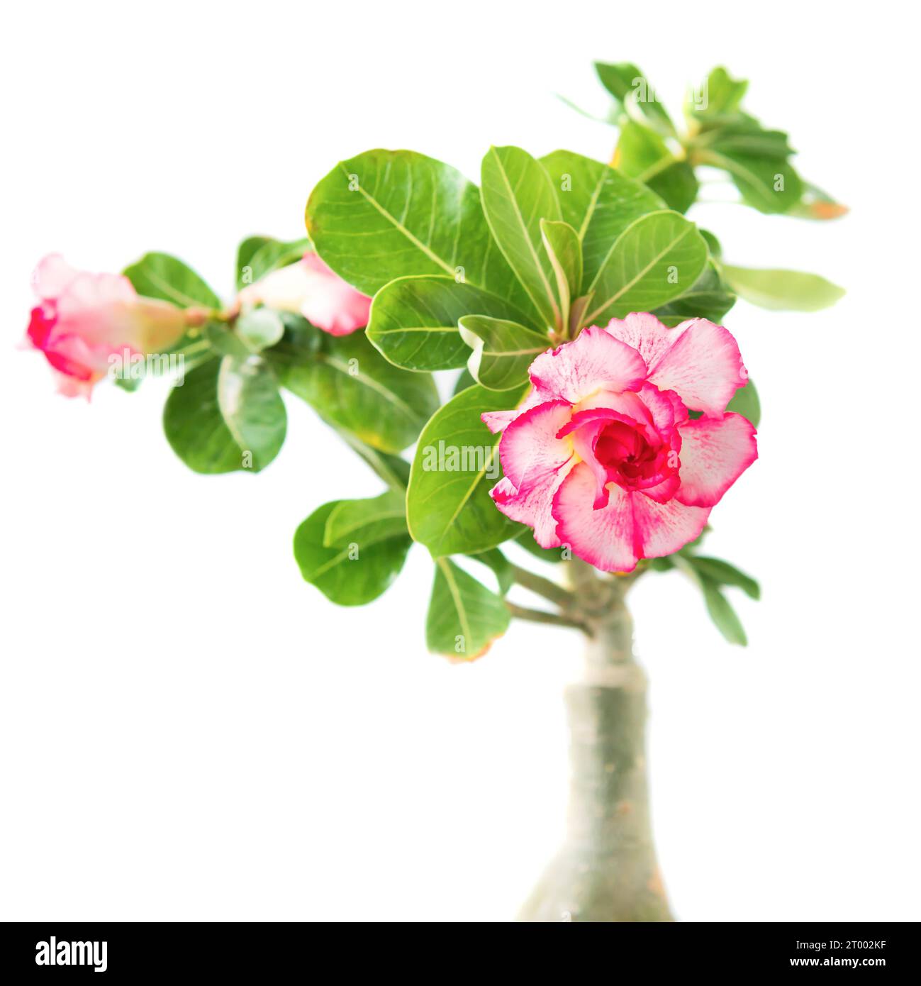 Pink flower Adenium isolated on white Stock Photo - Alamy