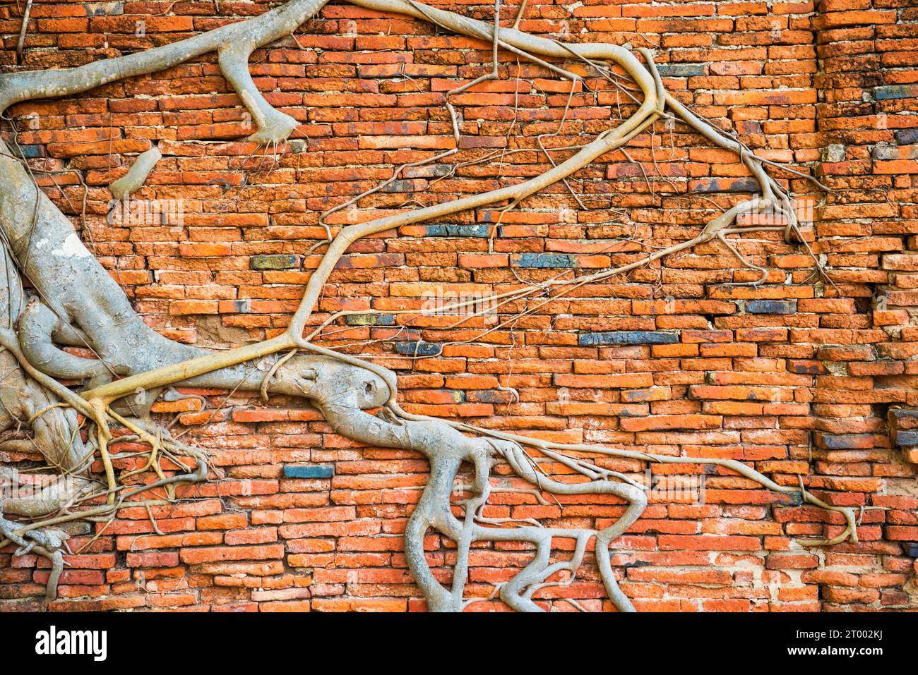 Tree roots growing through brick hi-res stock photography and images ...