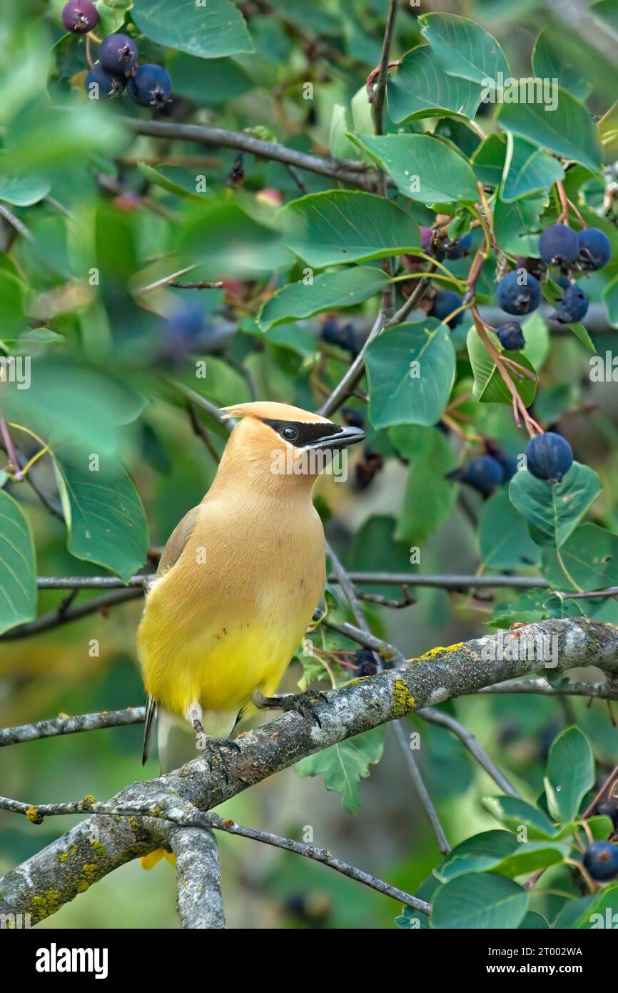Portrait of a cedar waxwing on a branch Stock Photo - Alamy