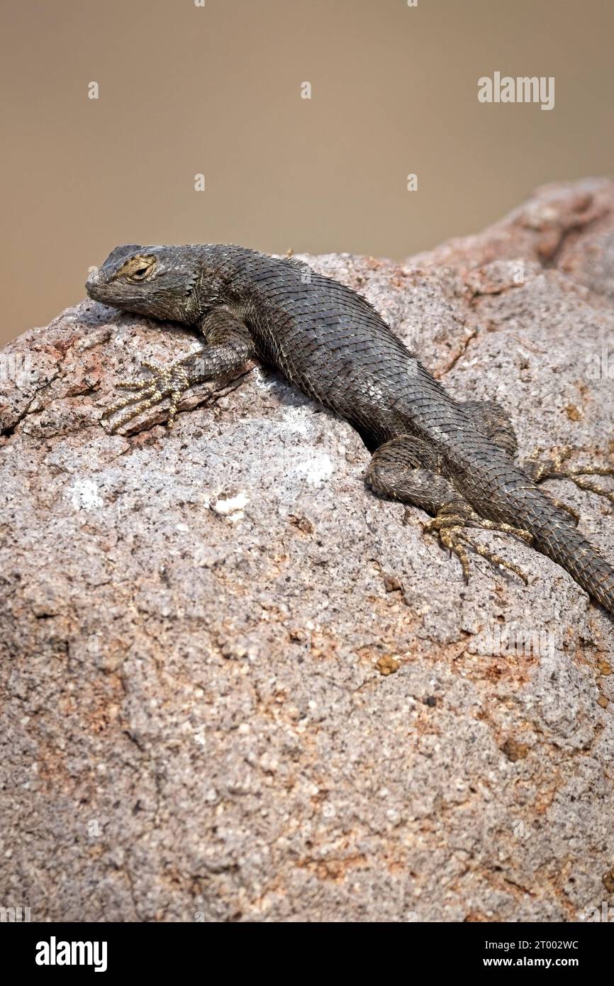 Idaho wildlife hi-res stock photography and images - Alamy