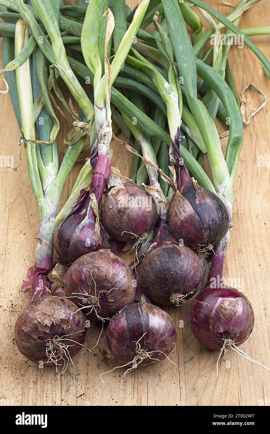 Display onions hi-res stock photography and images - Alamy
