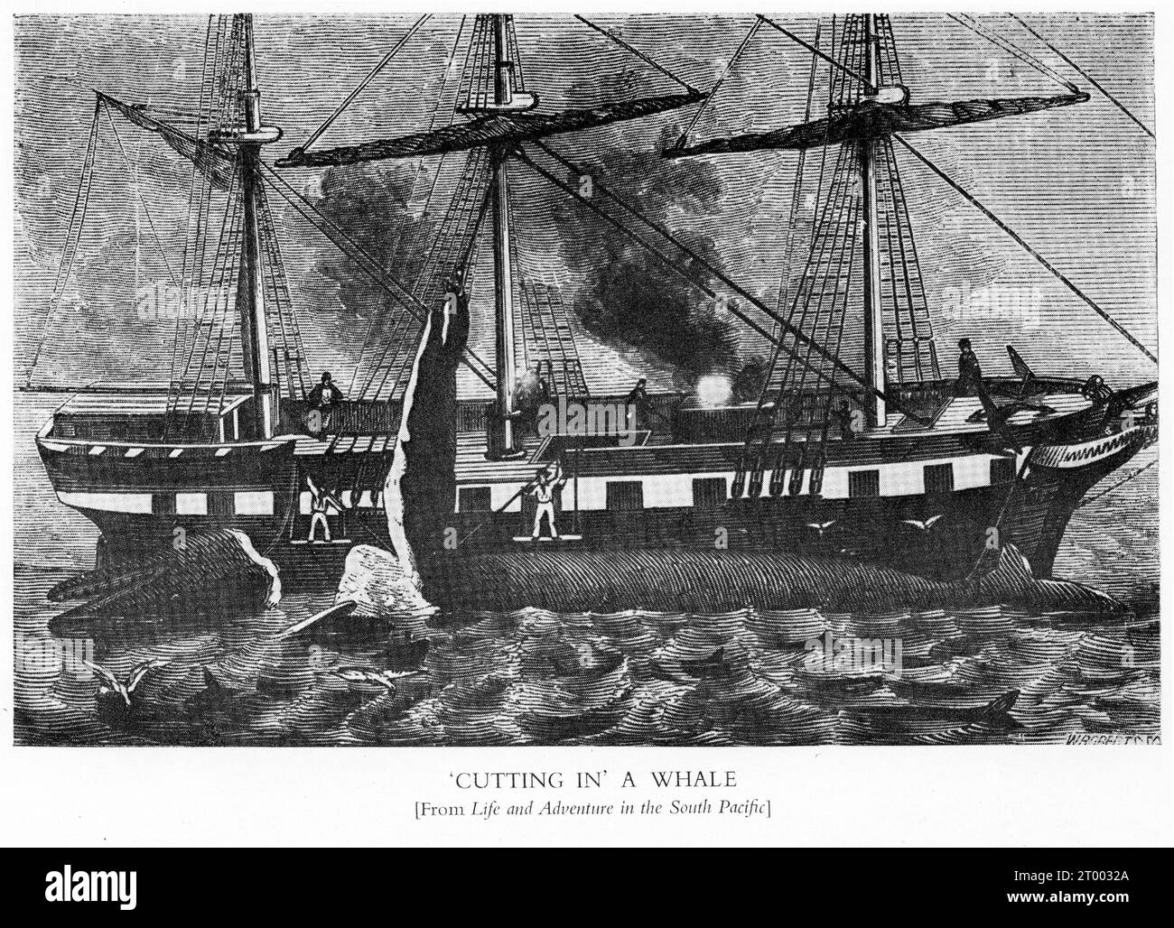 Whale oil 1800s Cut Out Stock Images & Pictures - Alamy