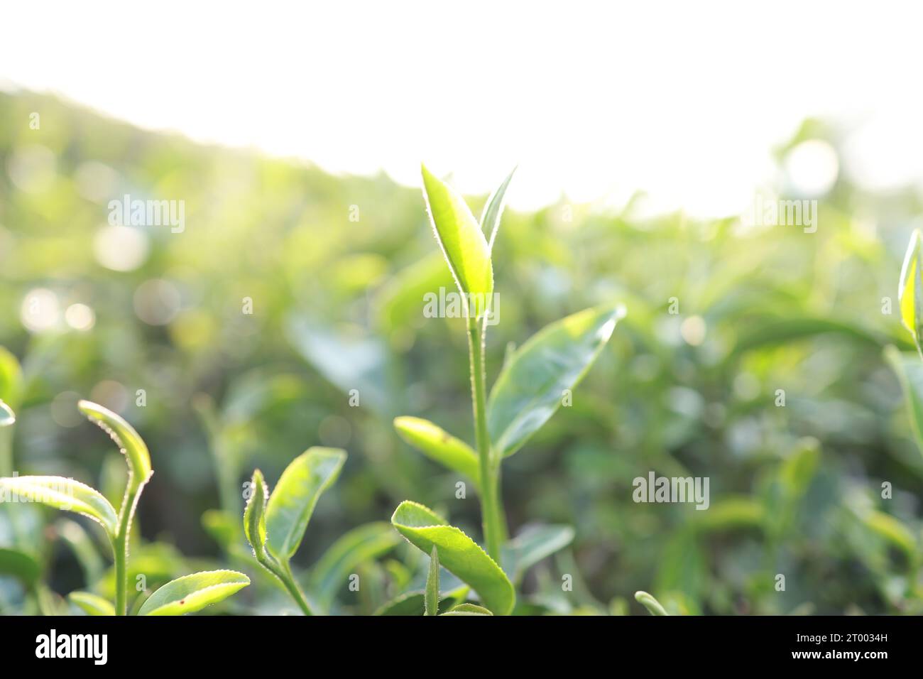 Green tea leaves in a tea plantation Closeup, Top of Green tea leaf in ...
