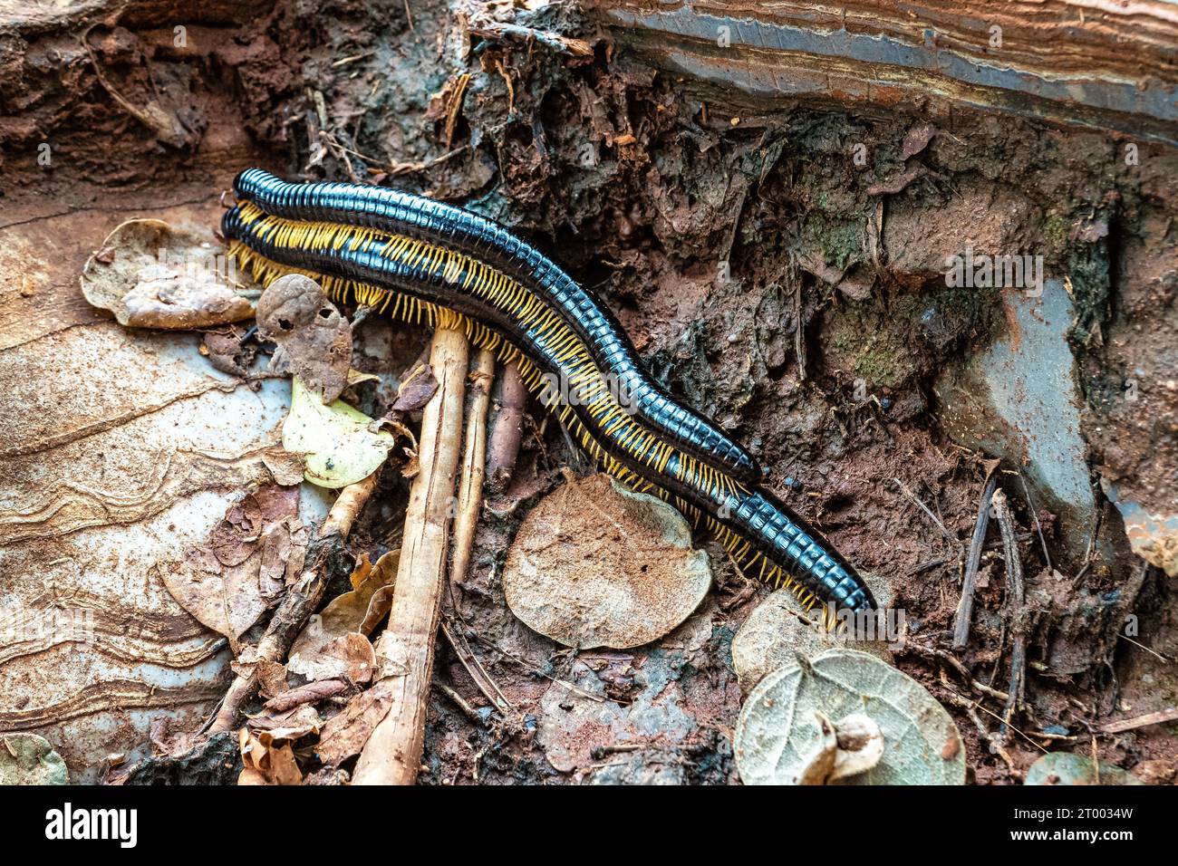 Worm on the way to the Gruta da Lapa Doce cave, tourist attraction of ...