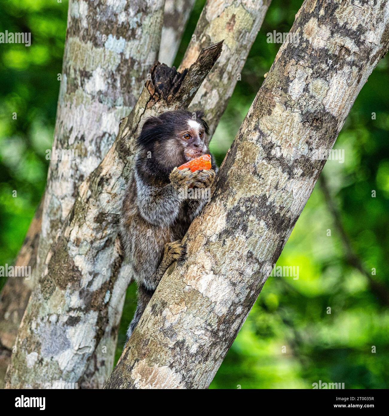 The black-tufted marmoset, Callithrix penicillata, also known as Mico ...