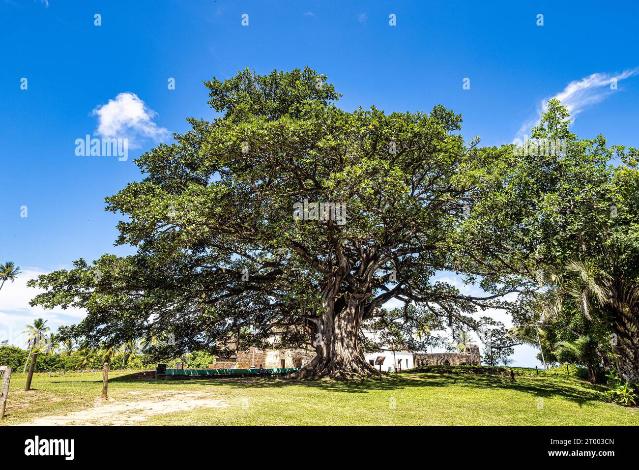 Big Ficus tree in front of the Garcia D'Avila castle, in the Praia do ...