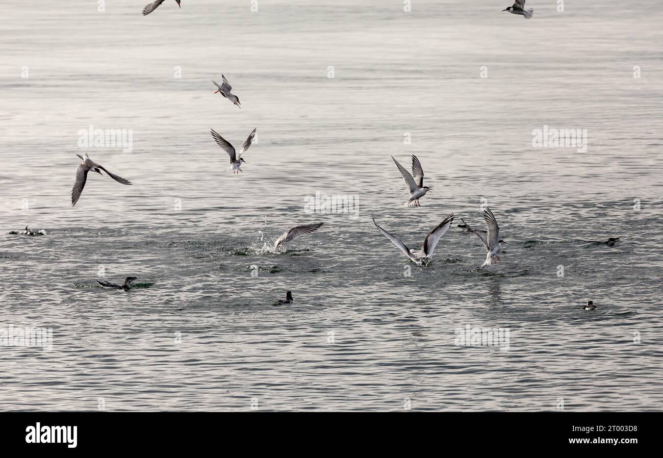 Black Headed gulls diving into the water to catch fish Stock Photo - Alamy