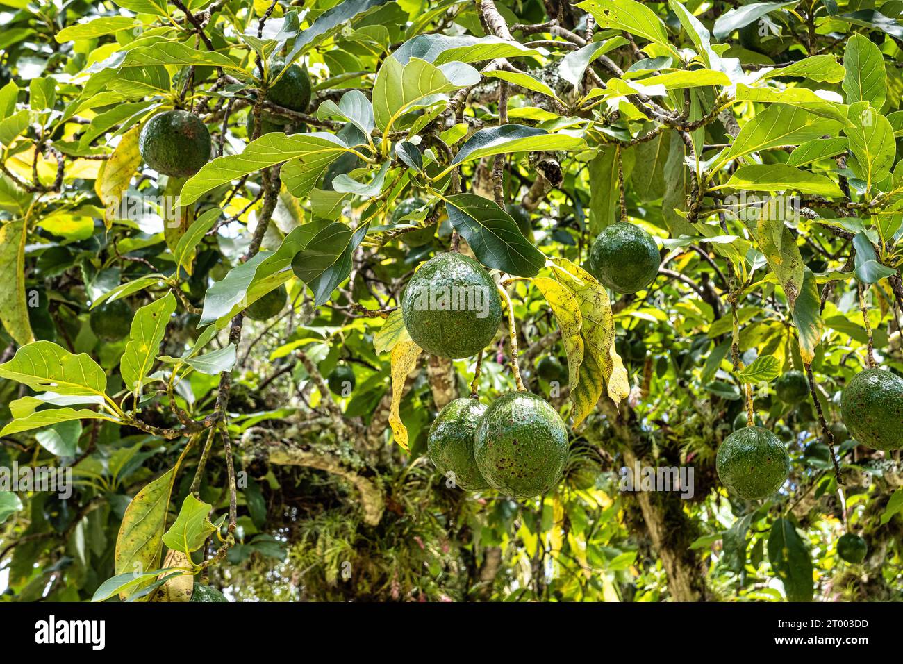 Trail to Dois Rios beach on Ilha Grande, Angra dos Reis, Rio de Janeiro ...