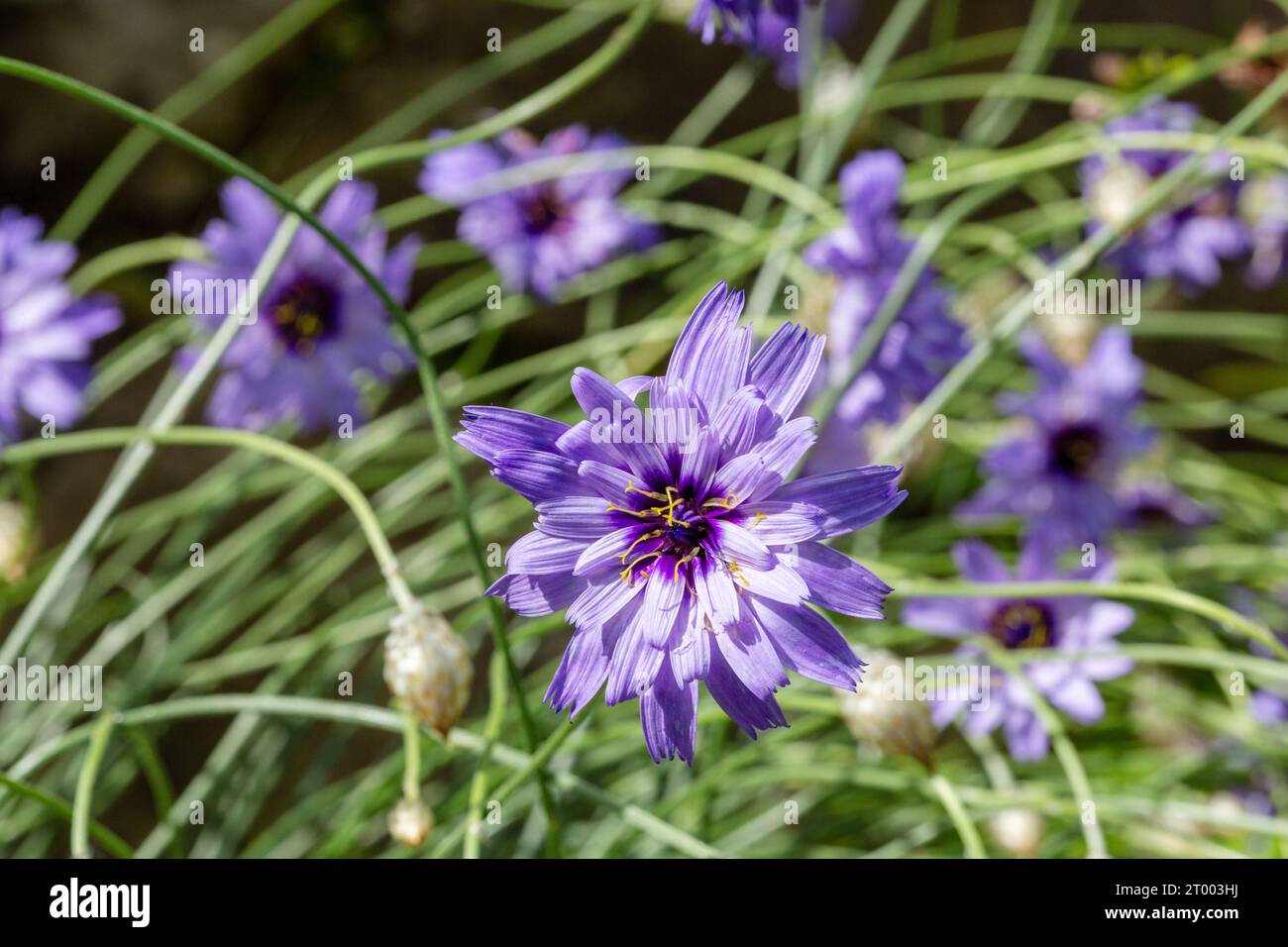 Catananche caerulea cornflower-like blooms of cupid's dart Stock Photo ...