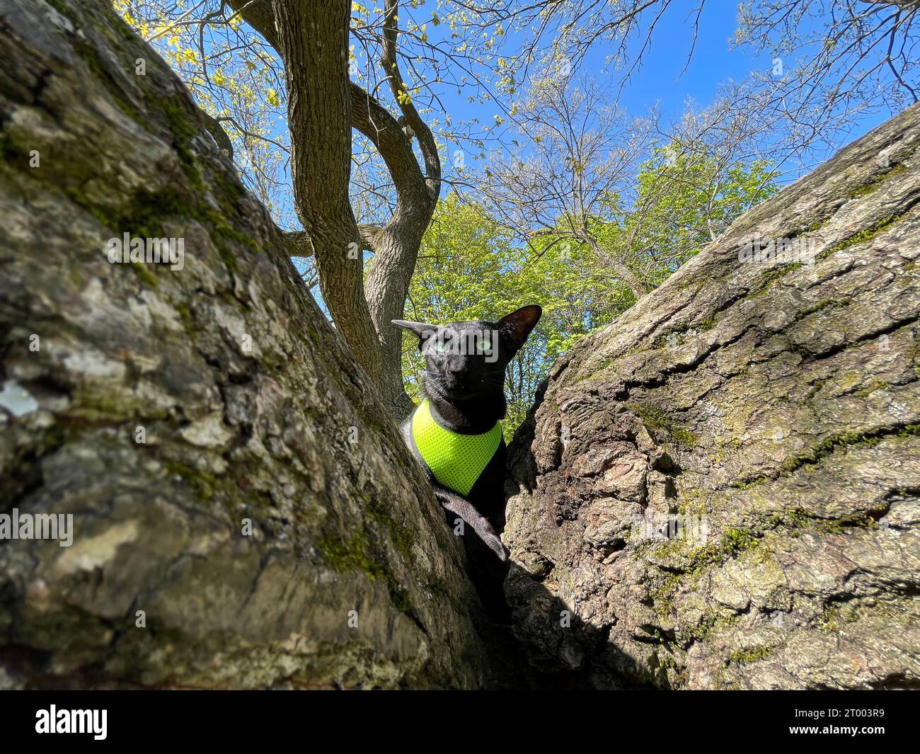 Cat tree bark hi-res stock photography and images - Alamy