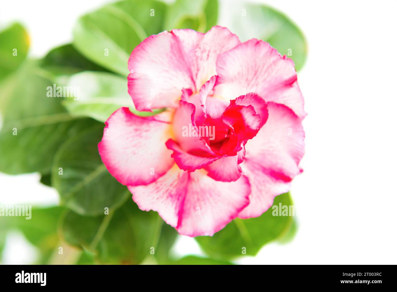 Pink flower Adenium isolated on white Stock Photo - Alamy