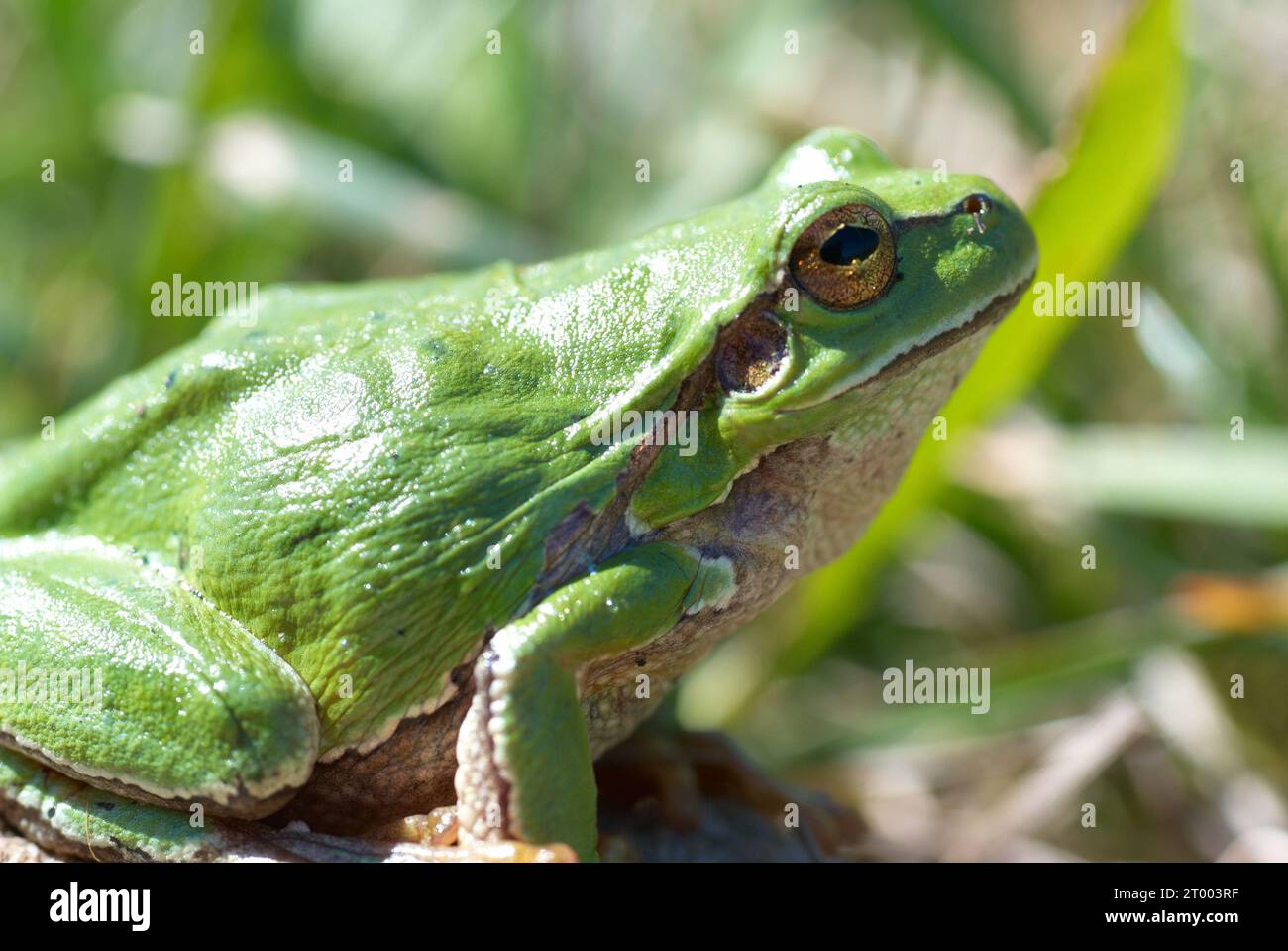 Frog skin macro hi-res stock photography and images - Alamy