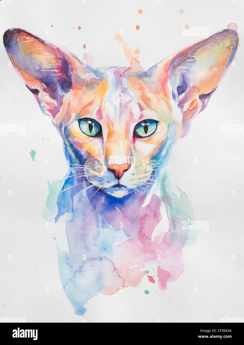 Oriental shorthair baby cat hi-res stock photography and images - Alamy