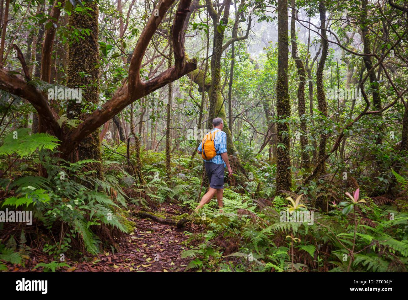 Hike on Hawaiian forest Stock Photo - Alamy
