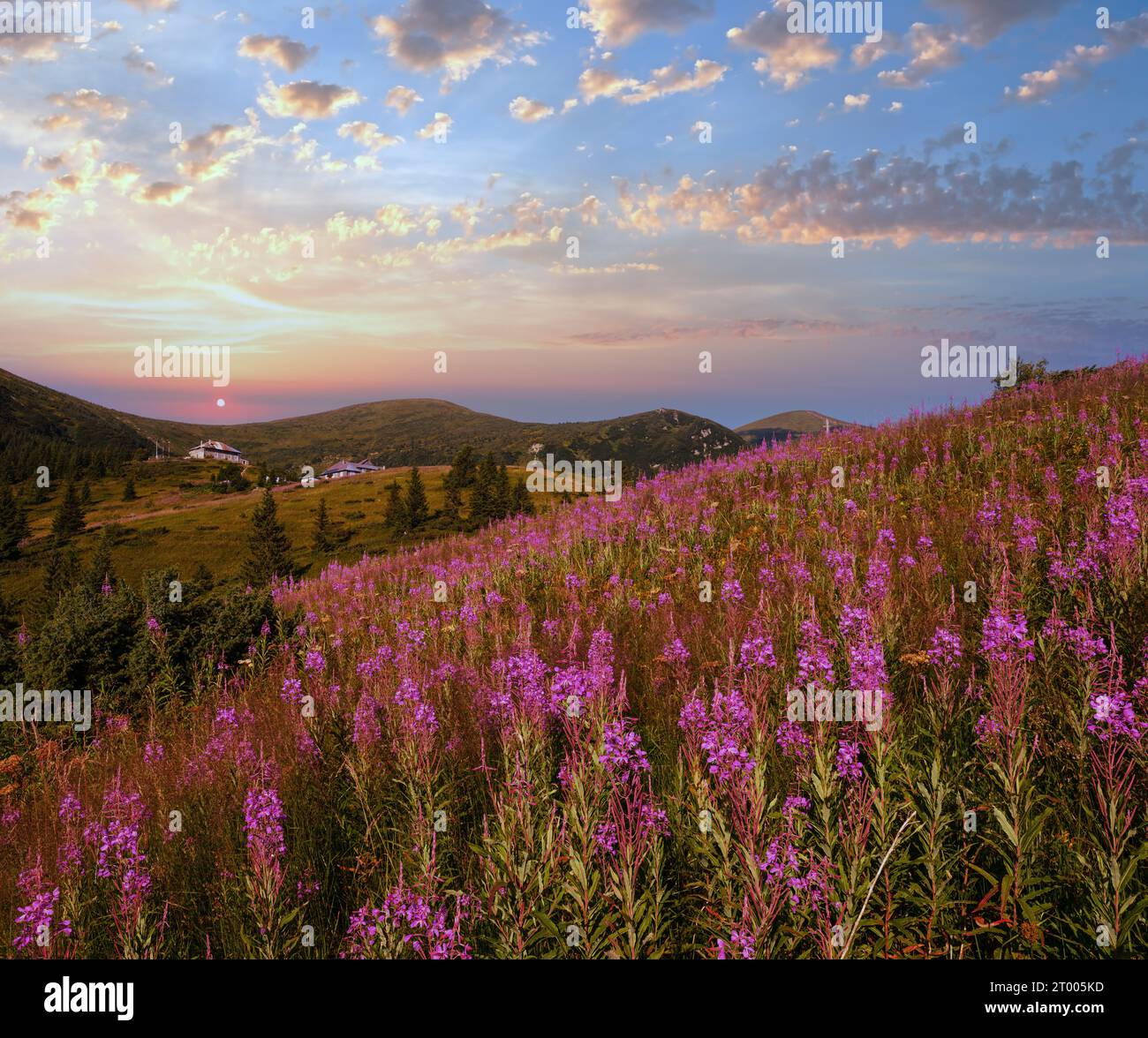 Pink blooming Sally and yellow hypericum flowers on summer mountain ...