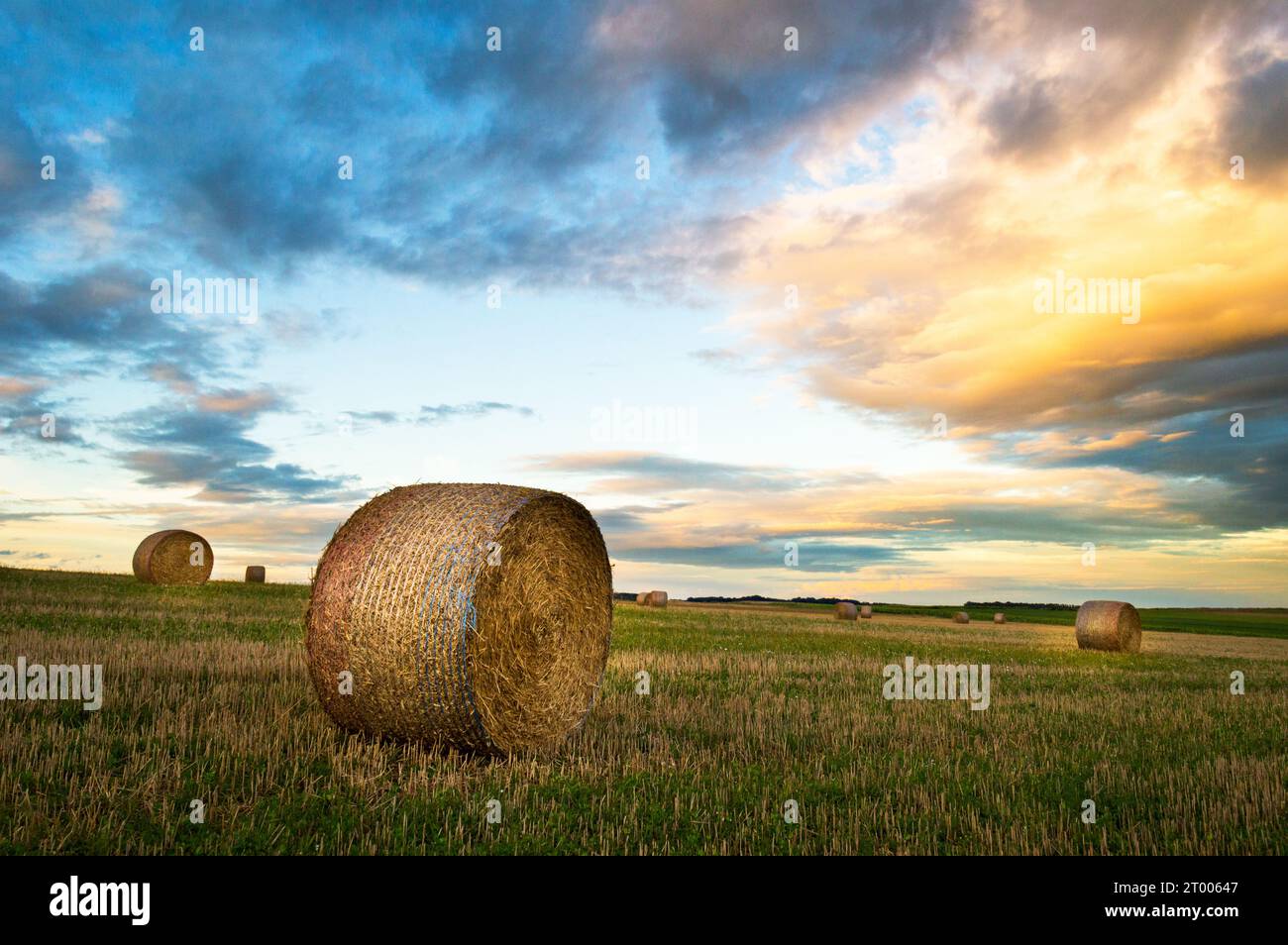Straw in bales roll and stubble in the field at evening time ...