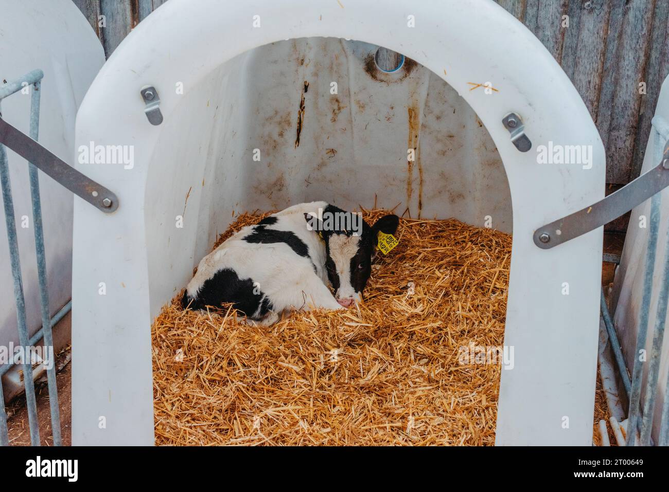 Little calf with yellow ear tags standing in cage in sunny livestock ...