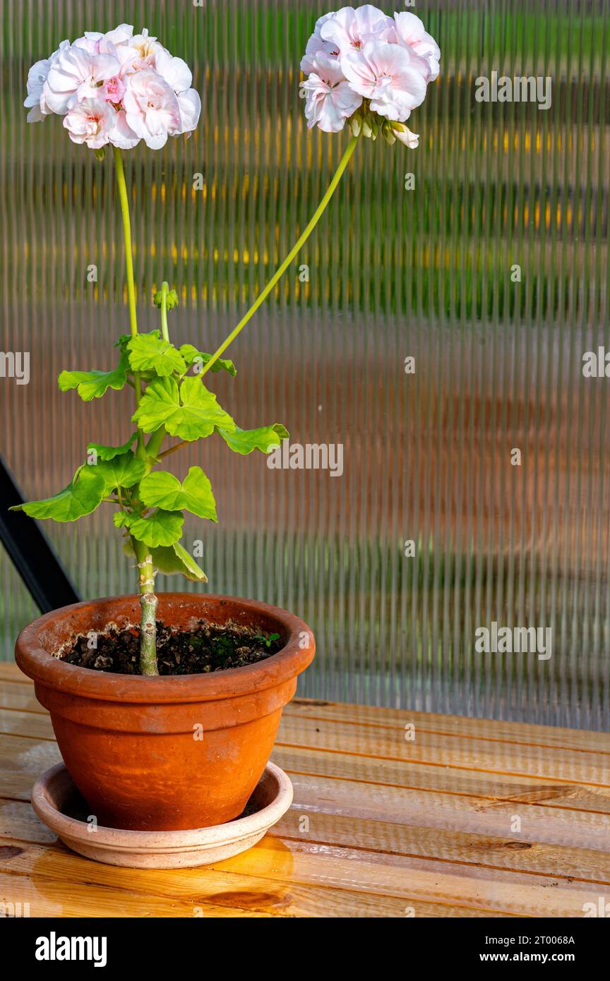 Beautiful geranium flower with pink color in greenhouse Stock Photo - Alamy