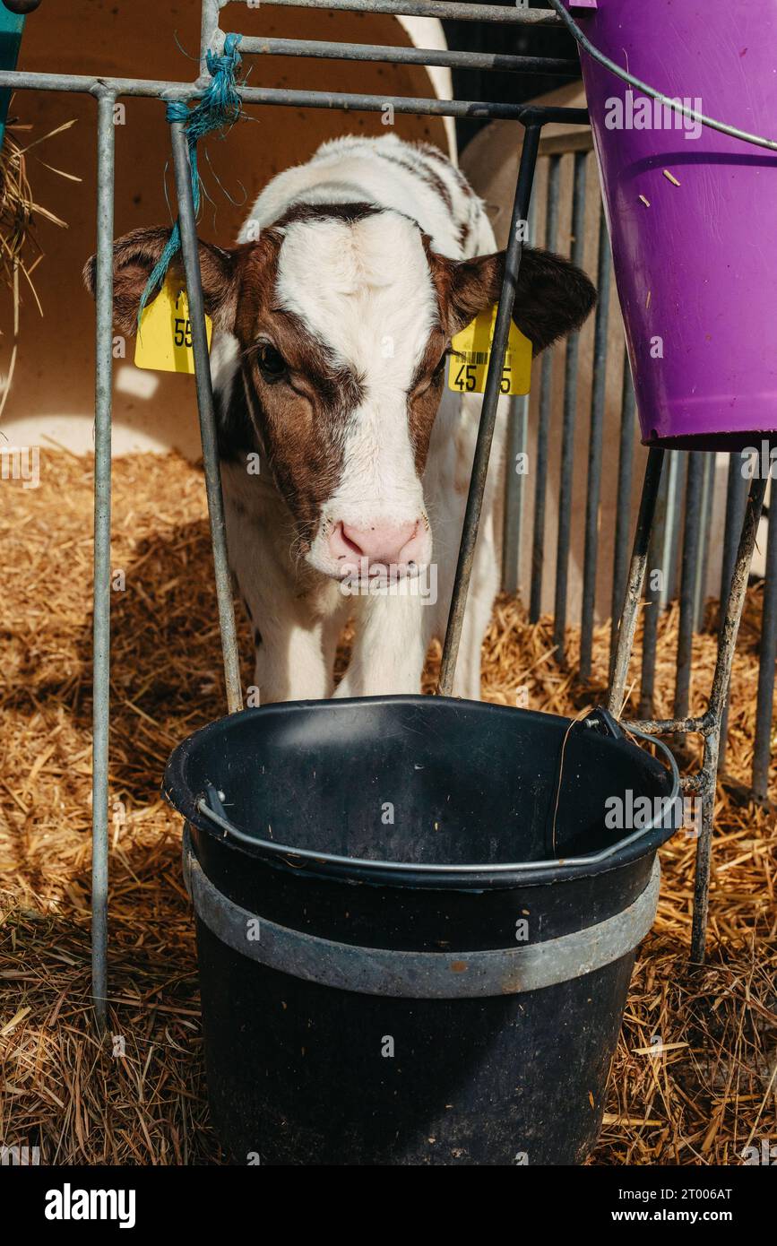 Little calf with yellow ear tags standing in cage in sunny livestock ...
