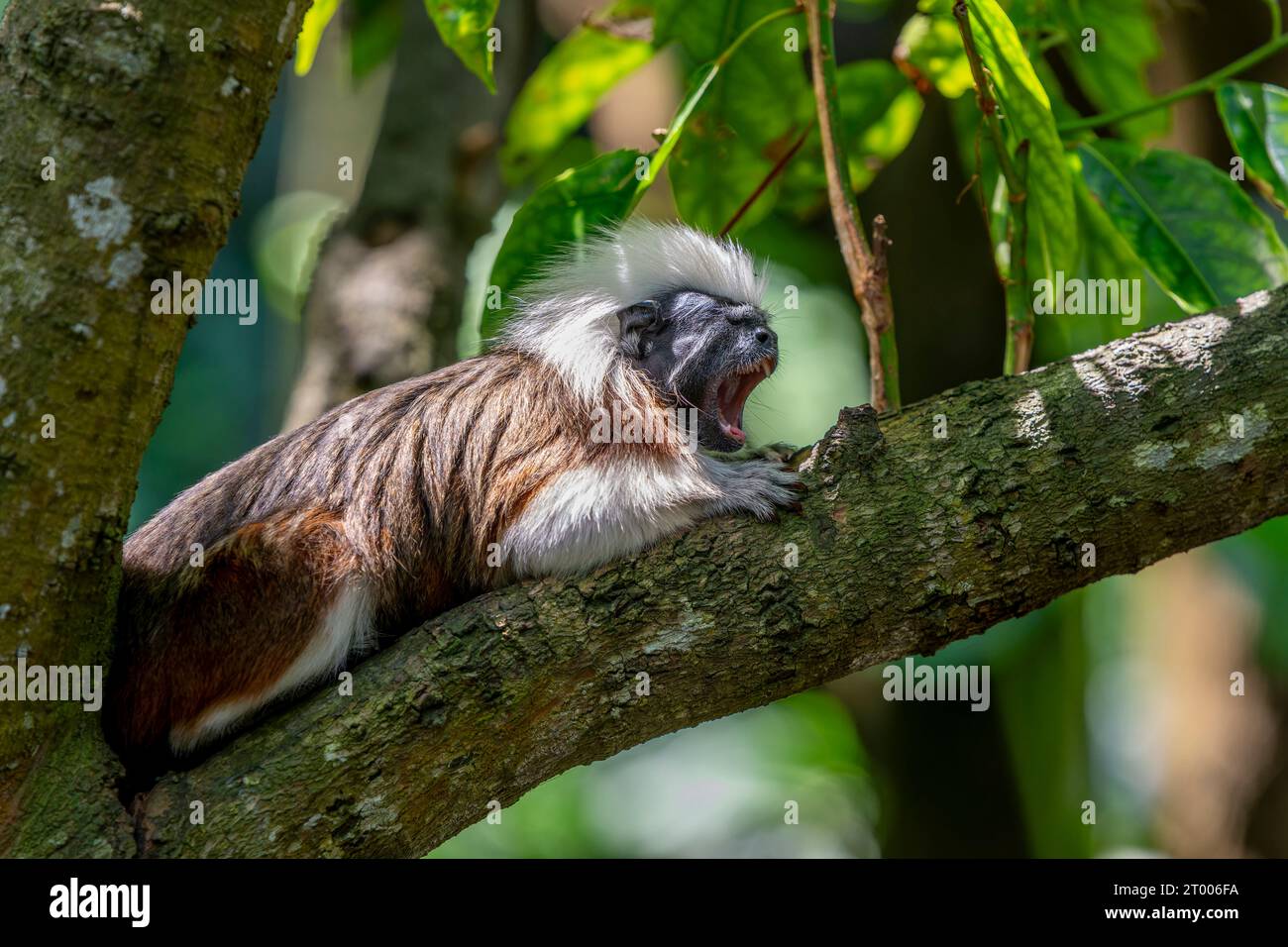 Cotton-top tamarin in the tree Stock Photo - Alamy