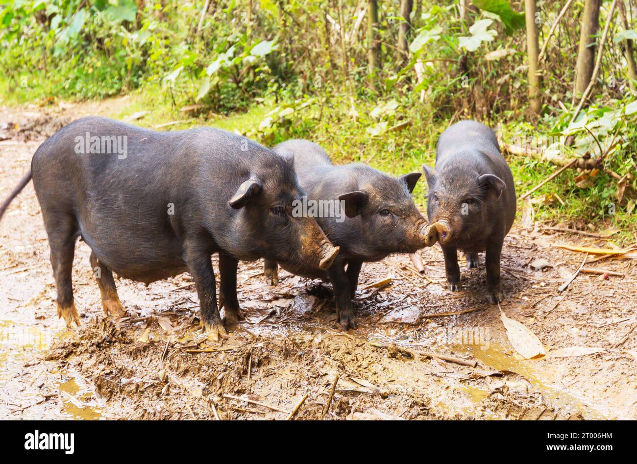Vietnamese pot bellied pig pet hi-res stock photography and images - Alamy