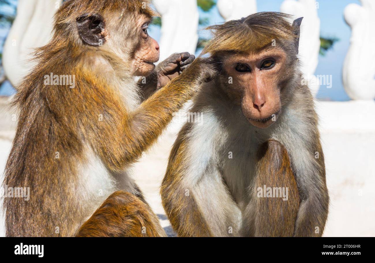 Monkey with sunset hi-res stock photography and images - Alamy