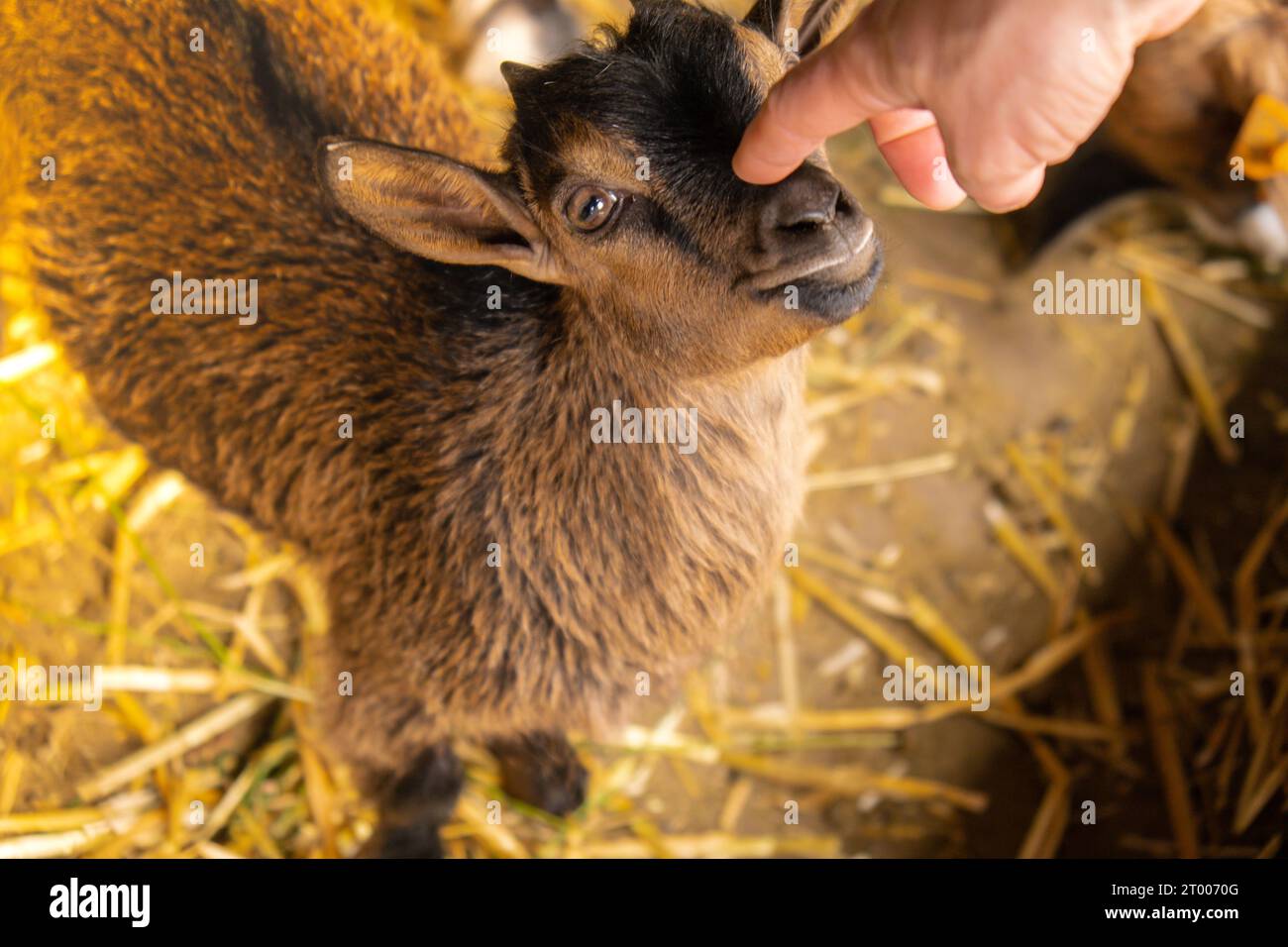 Animals goats eating in the farm. Domestic farm chews. Agriculture and ...