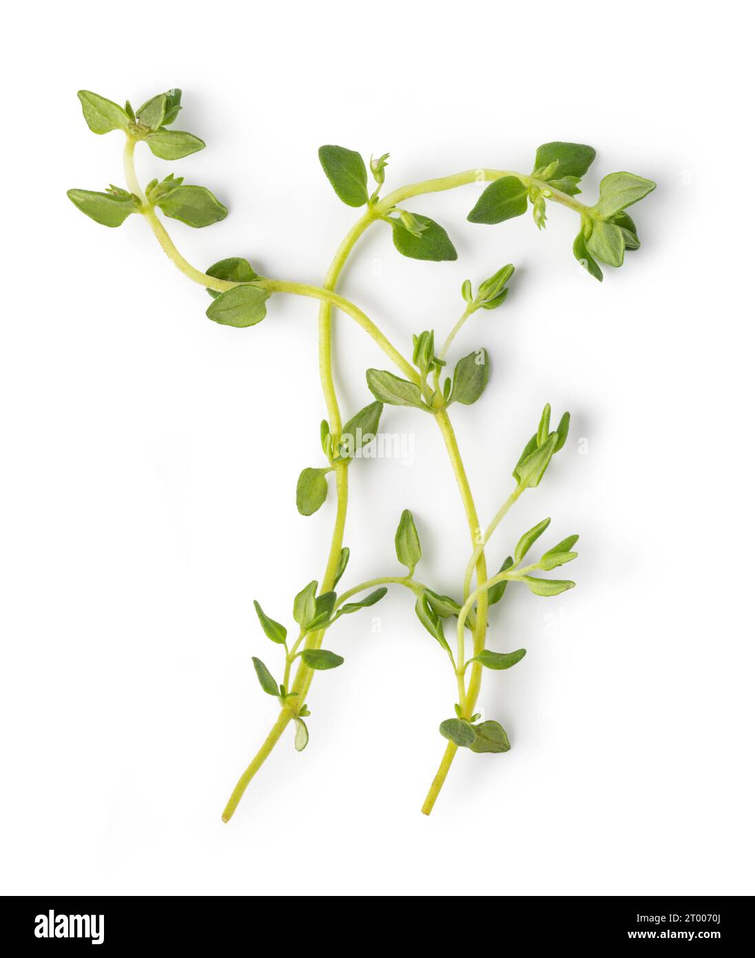 Fresh thyme Cut Out Stock Images & Pictures - Alamy
