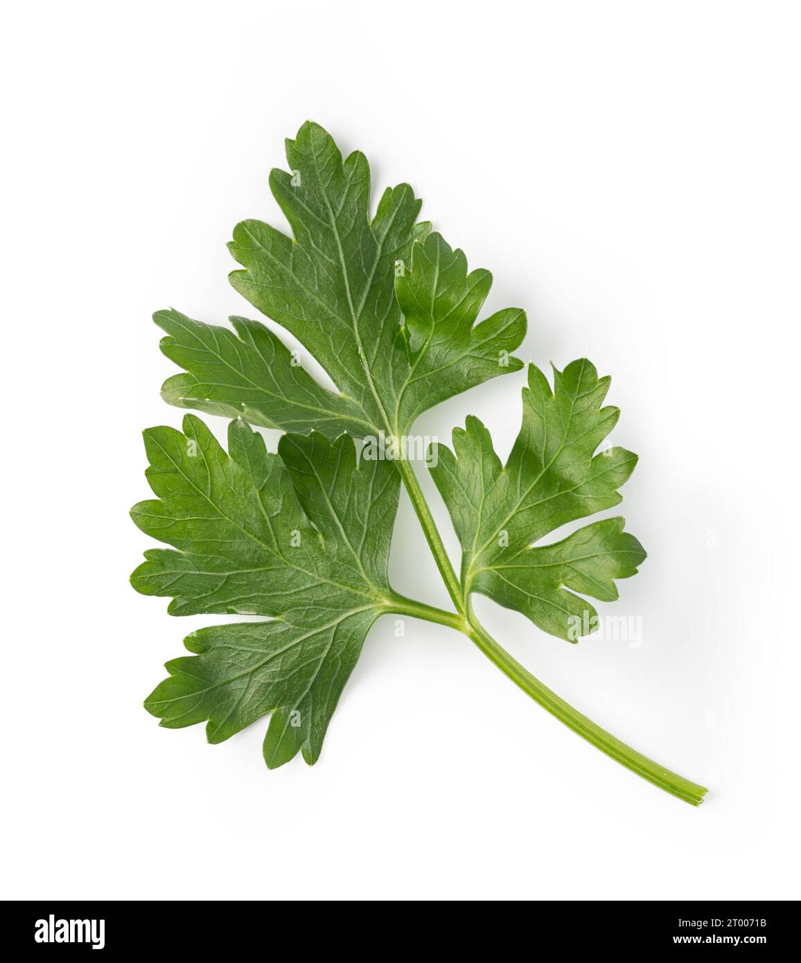 Parsley natural hi-res stock photography and images - Alamy