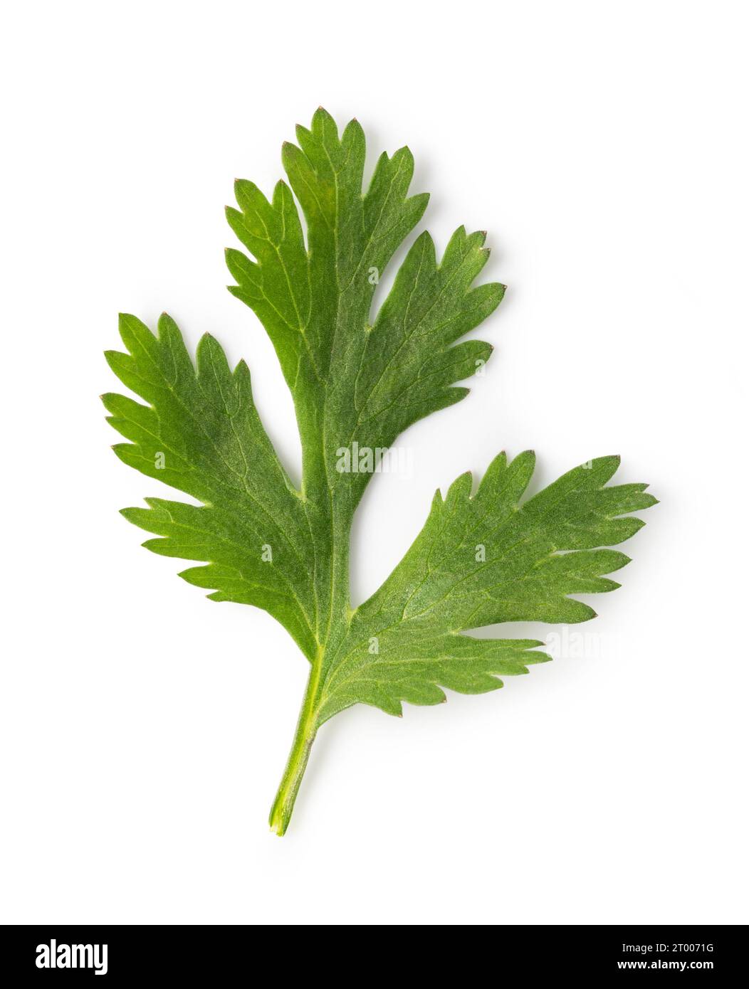 Cilantro plant Cut Out Stock Images & Pictures - Alamy