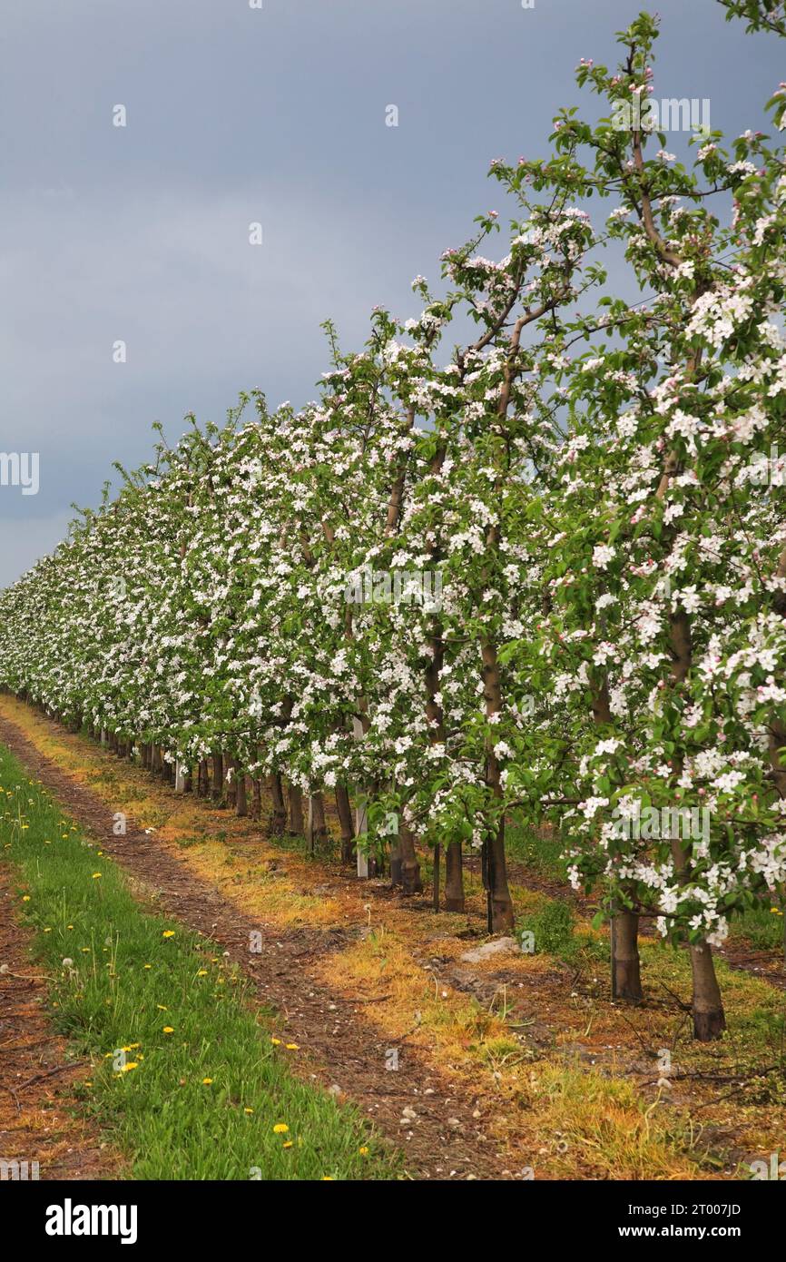 Poland apple tree plantation hi-res stock photography and images - Alamy