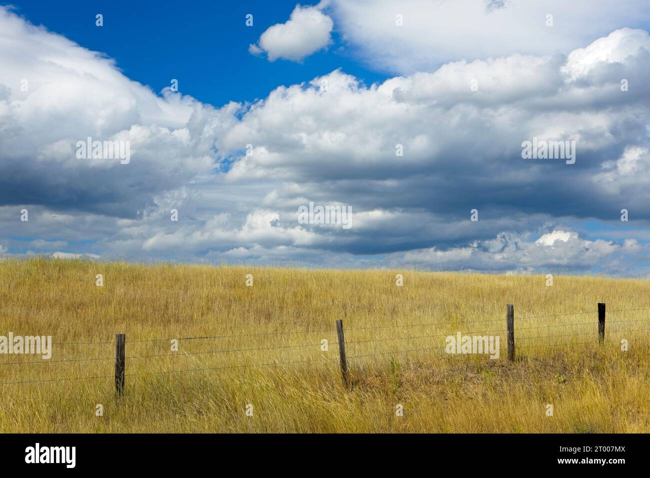 Dramatic yellow plant hi-res stock photography and images - Alamy
