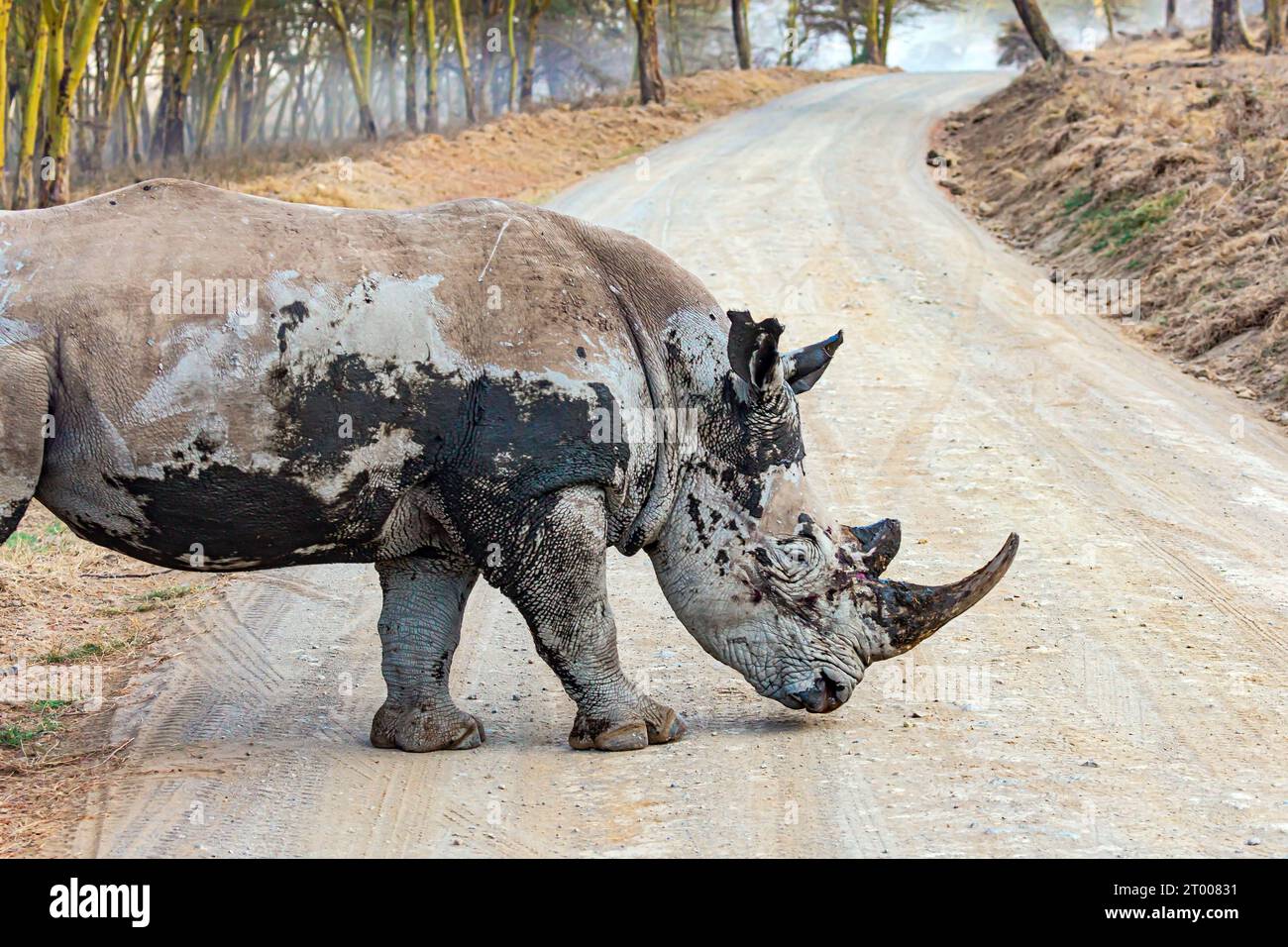 Lonely rhino hi-res stock photography and images - Alamy