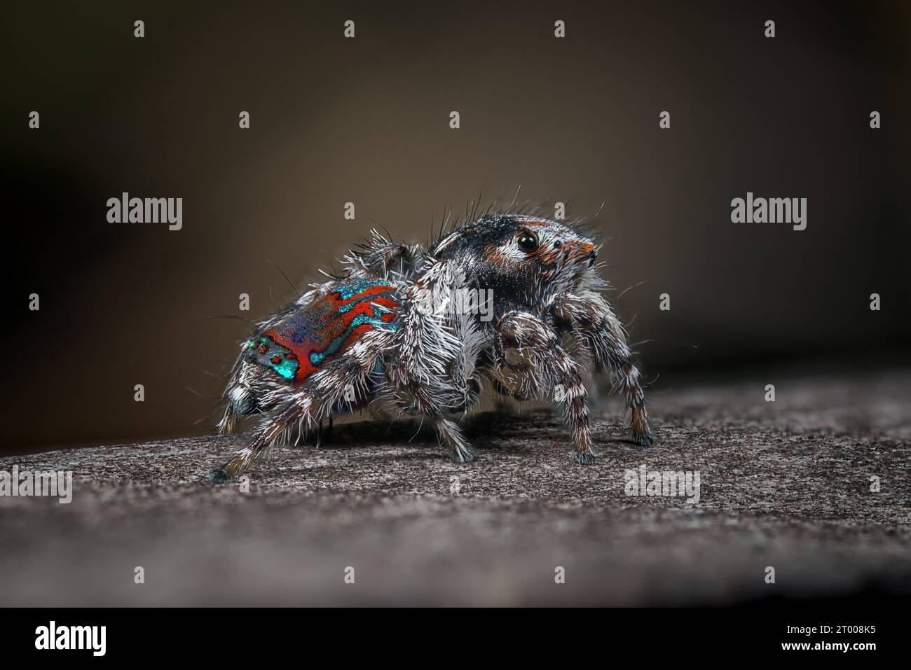 Male Peacock spider, Maratus pinniger, in his breeding colours Stock ...