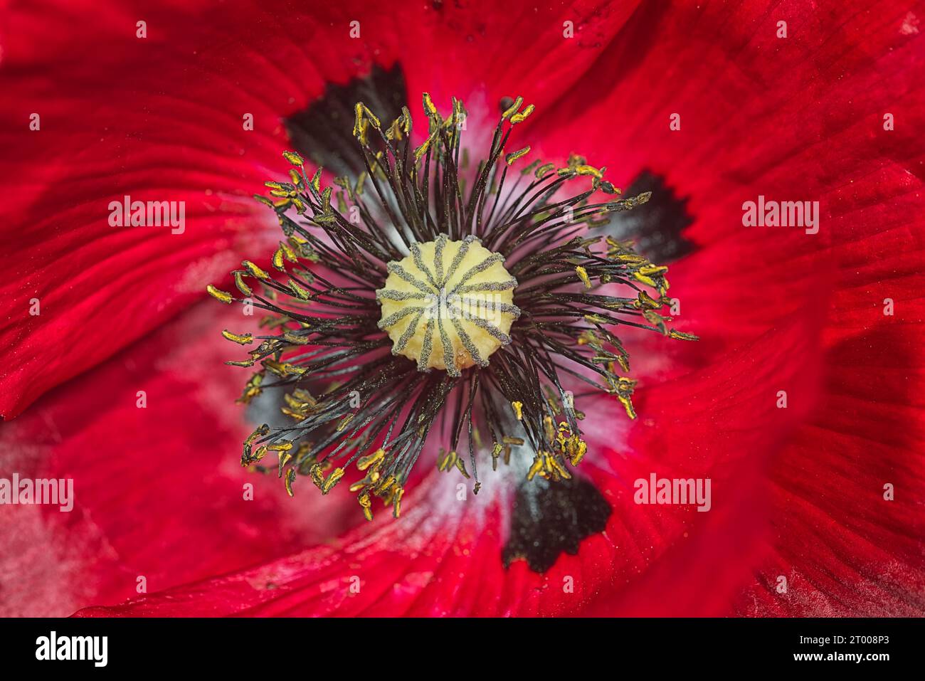 Centre of a poppy hi-res stock photography and images - Alamy