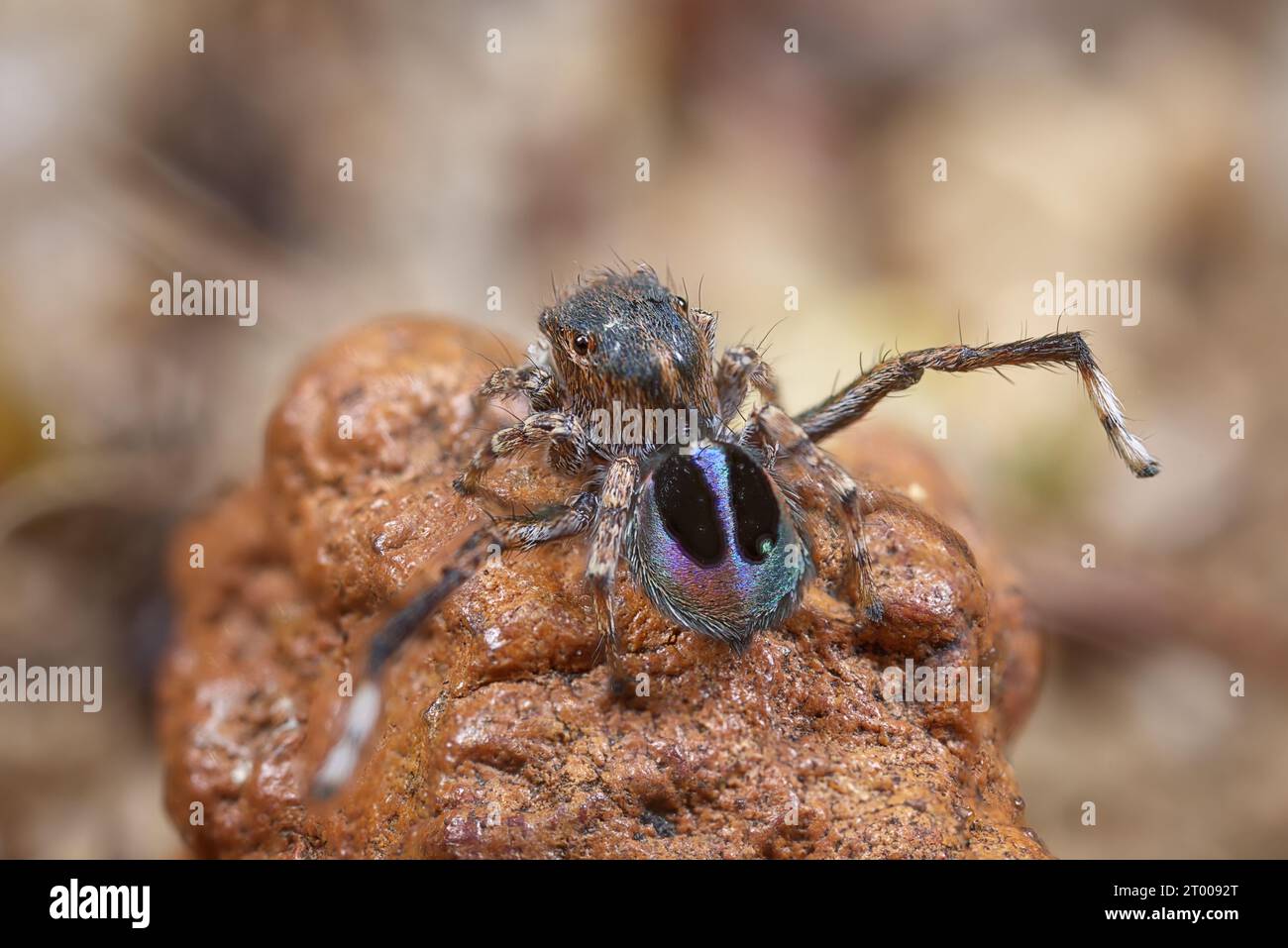 Peacock jumping spider display hi-res stock photography and images - Alamy
