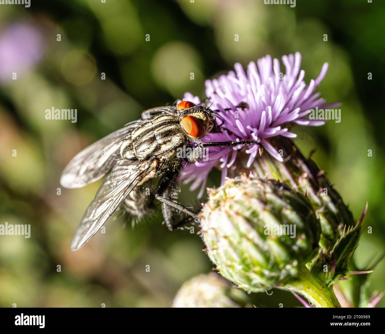 Fly stitch hi-res stock photography and images - Alamy