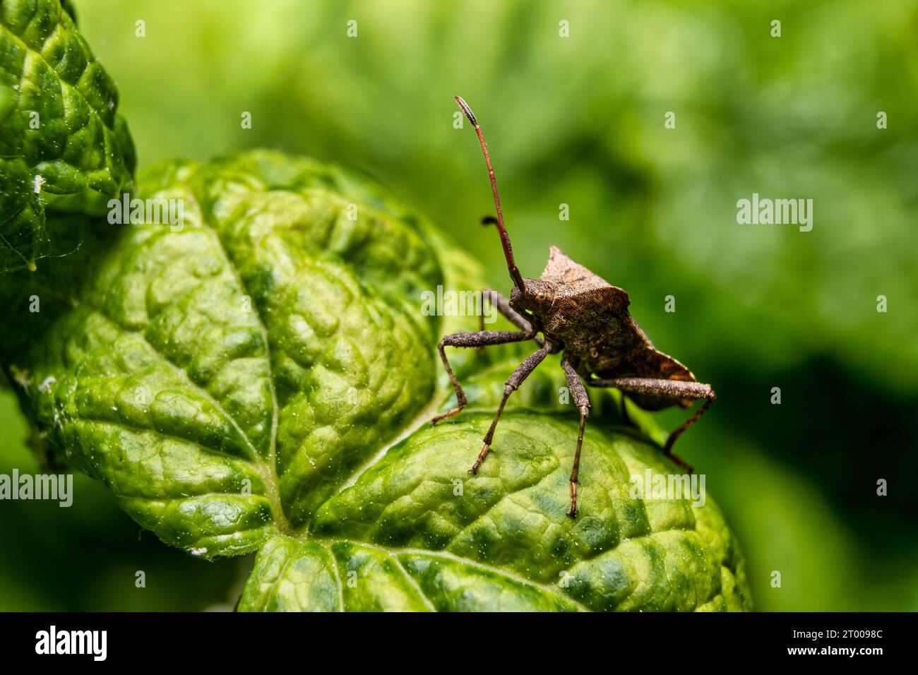 A look at a leather bug Stock Photo - Alamy